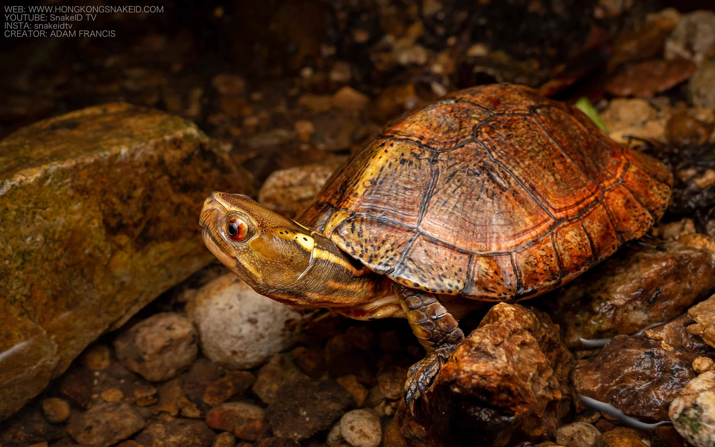 Beale's Four Eyed Turtle - Sacalia bealei — HongKongSnakeID.com