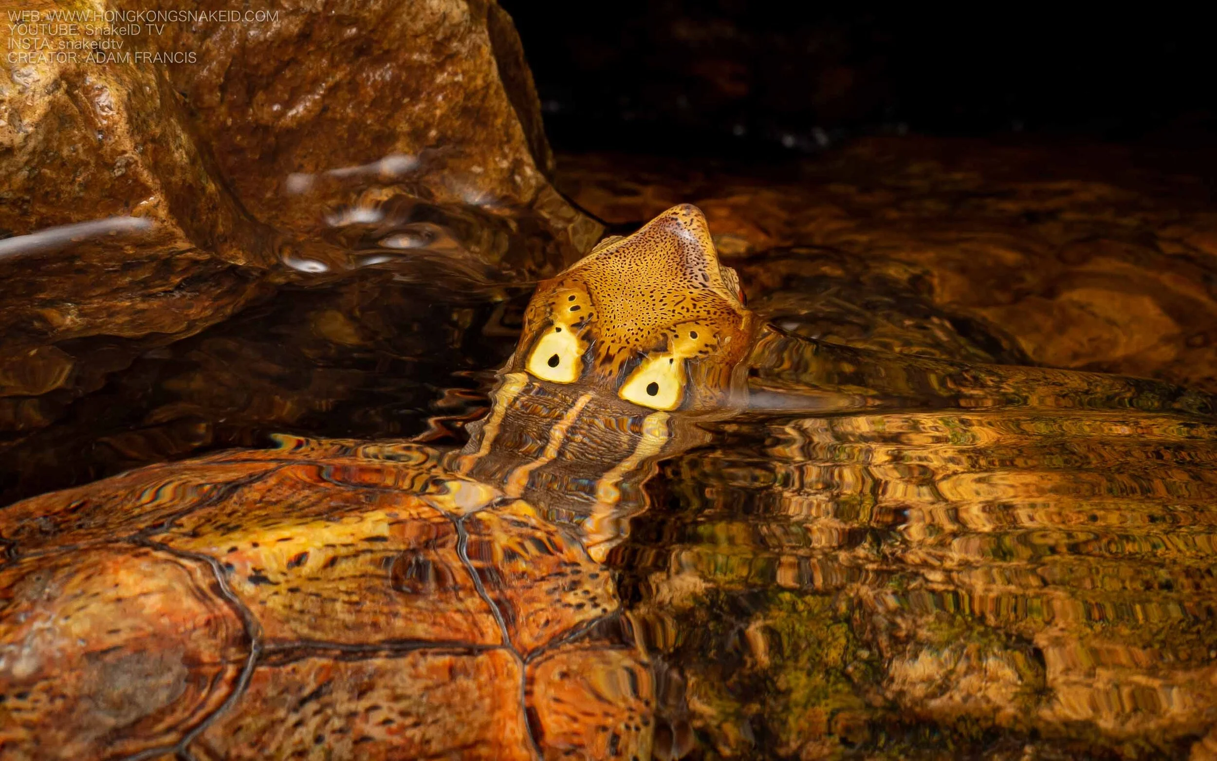 Beale's Four Eyed Turtle - Sacalia bealei — HongKongSnakeID.com