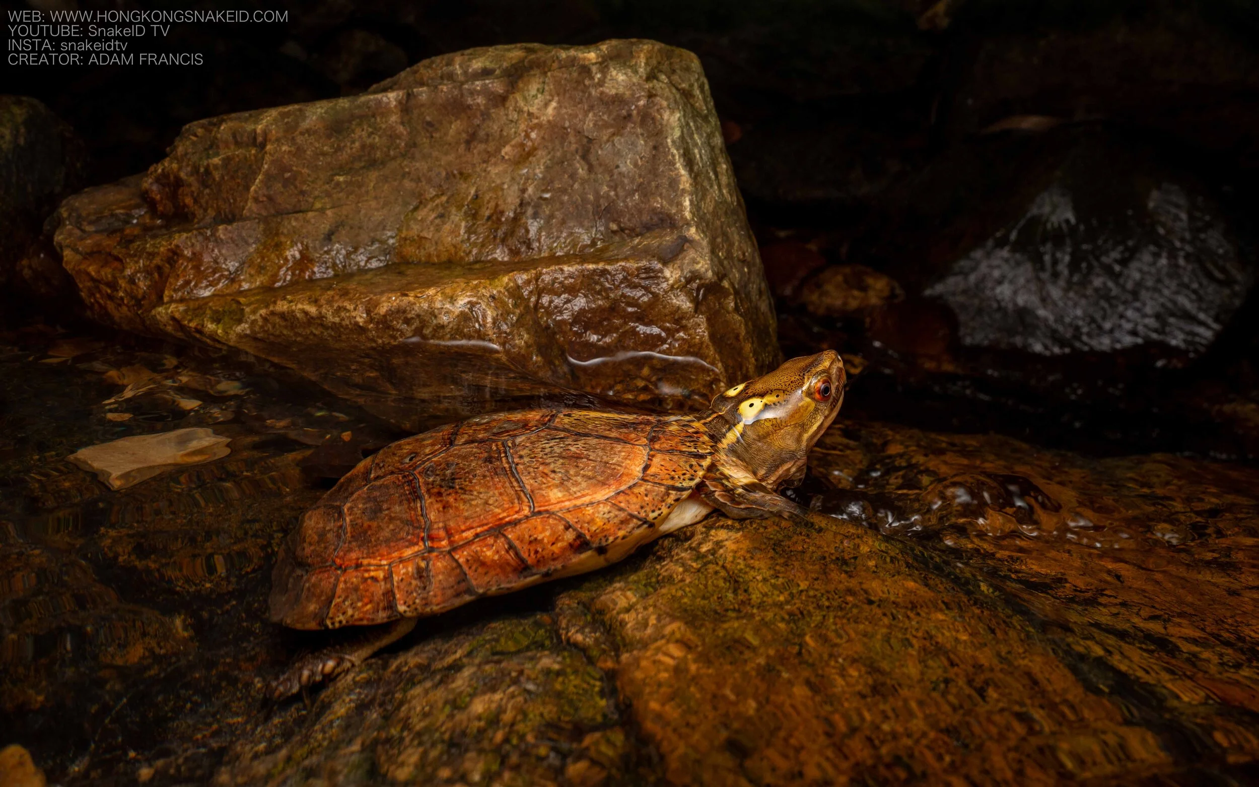 Beale's Four Eyed Turtle - Sacalia bealei — HongKongSnakeID.com