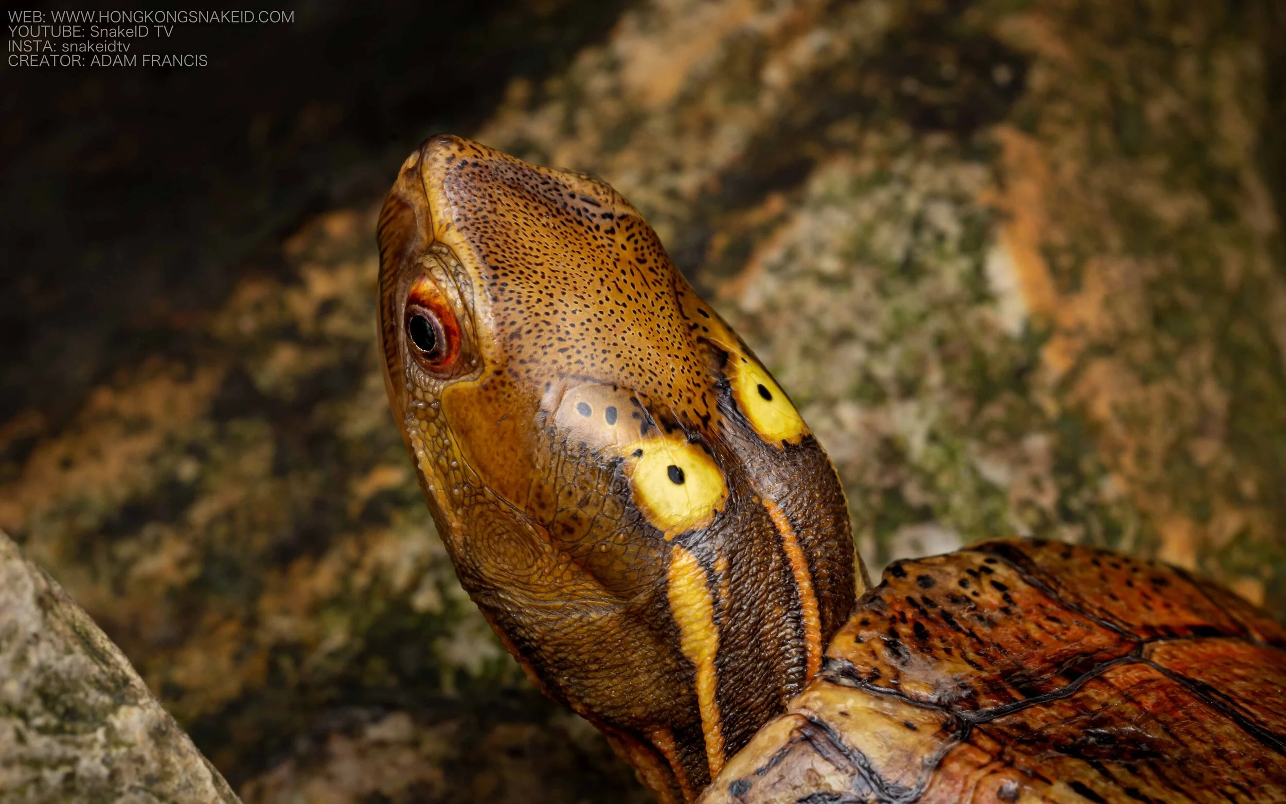 Beale's Four Eyed Turtle - Sacalia bealei — HongKongSnakeID.com