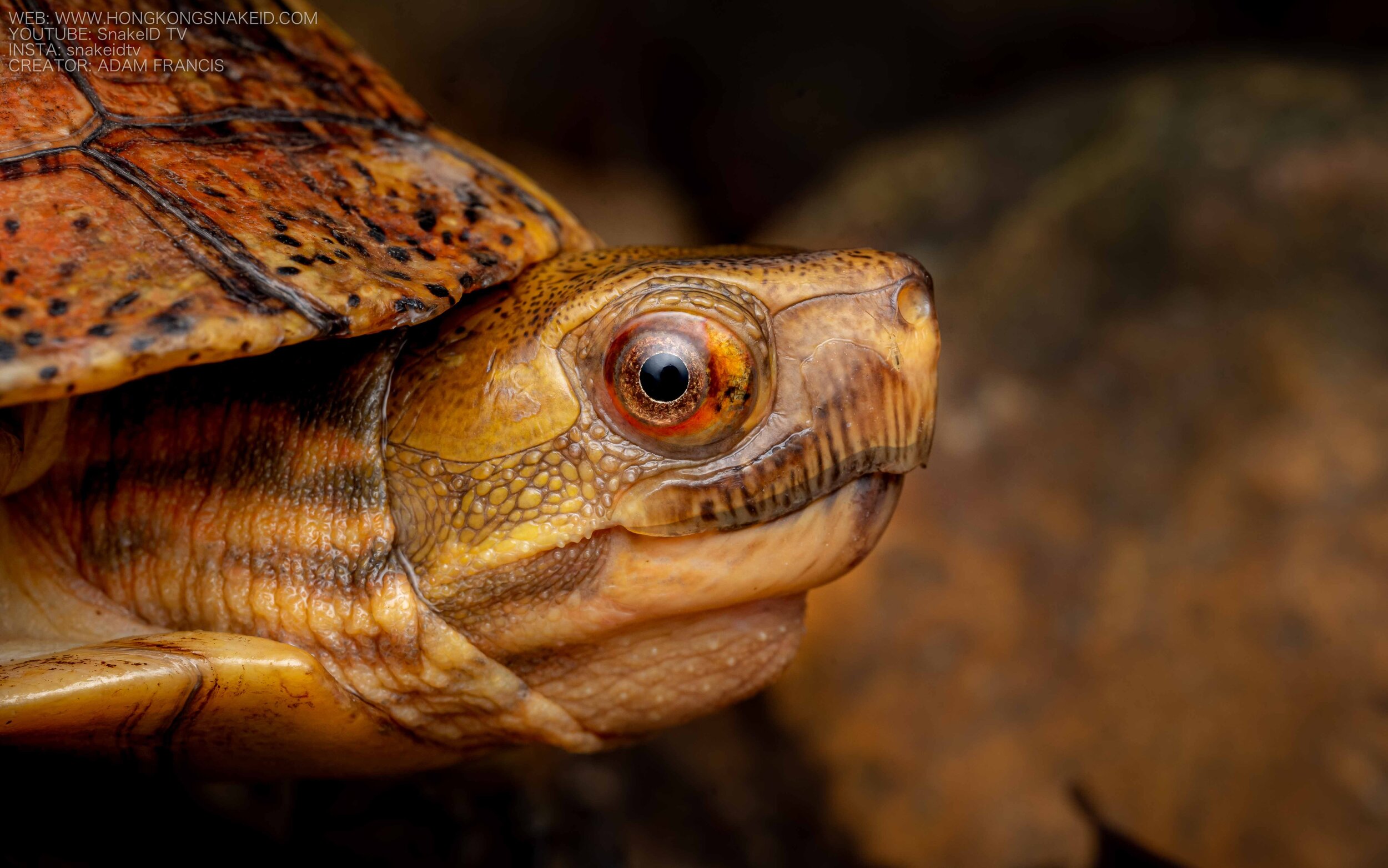 Beale's Four Eyed Turtle - Sacalia bealei — HongKongSnakeID.com