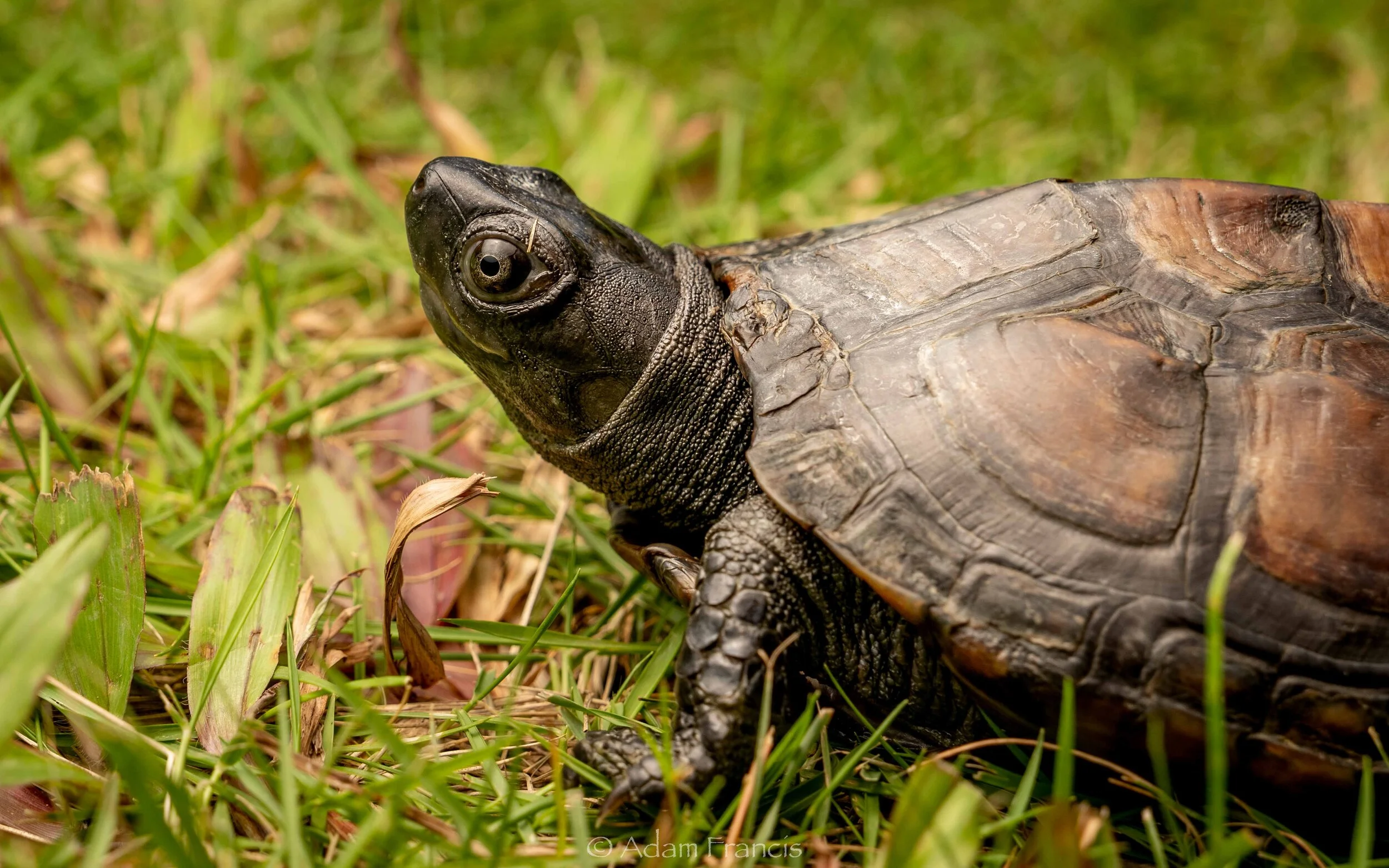 Reeves' Terrapin - Mauremys reevesii — HongKongSnakeID.com