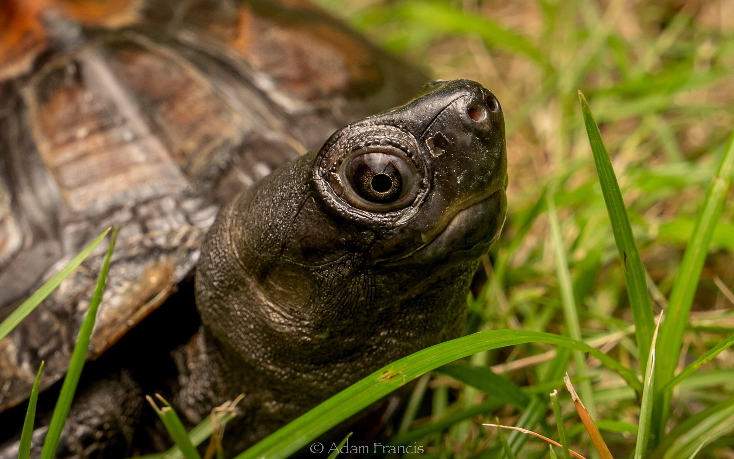 Reeves' Terrapin - Mauremys reevesii — HongKongSnakeID.com