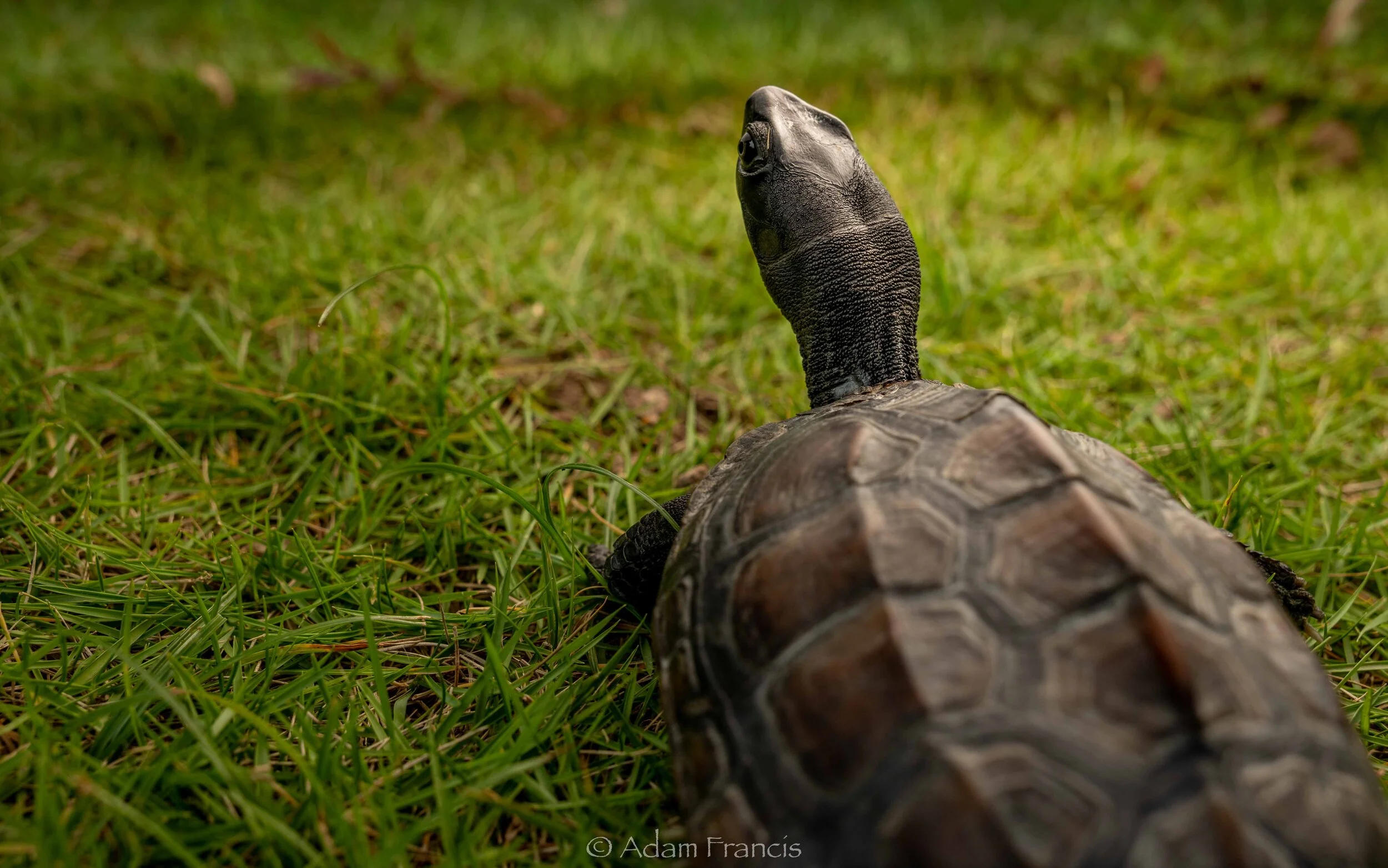 Reeves' Terrapin - Mauremys reevesii — HongKongSnakeID.com