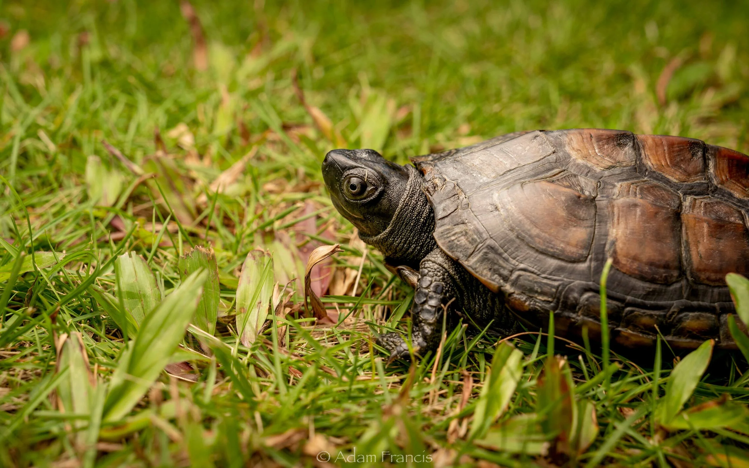 Reeves' Terrapin - Mauremys reevesii — HongKongSnakeID.com