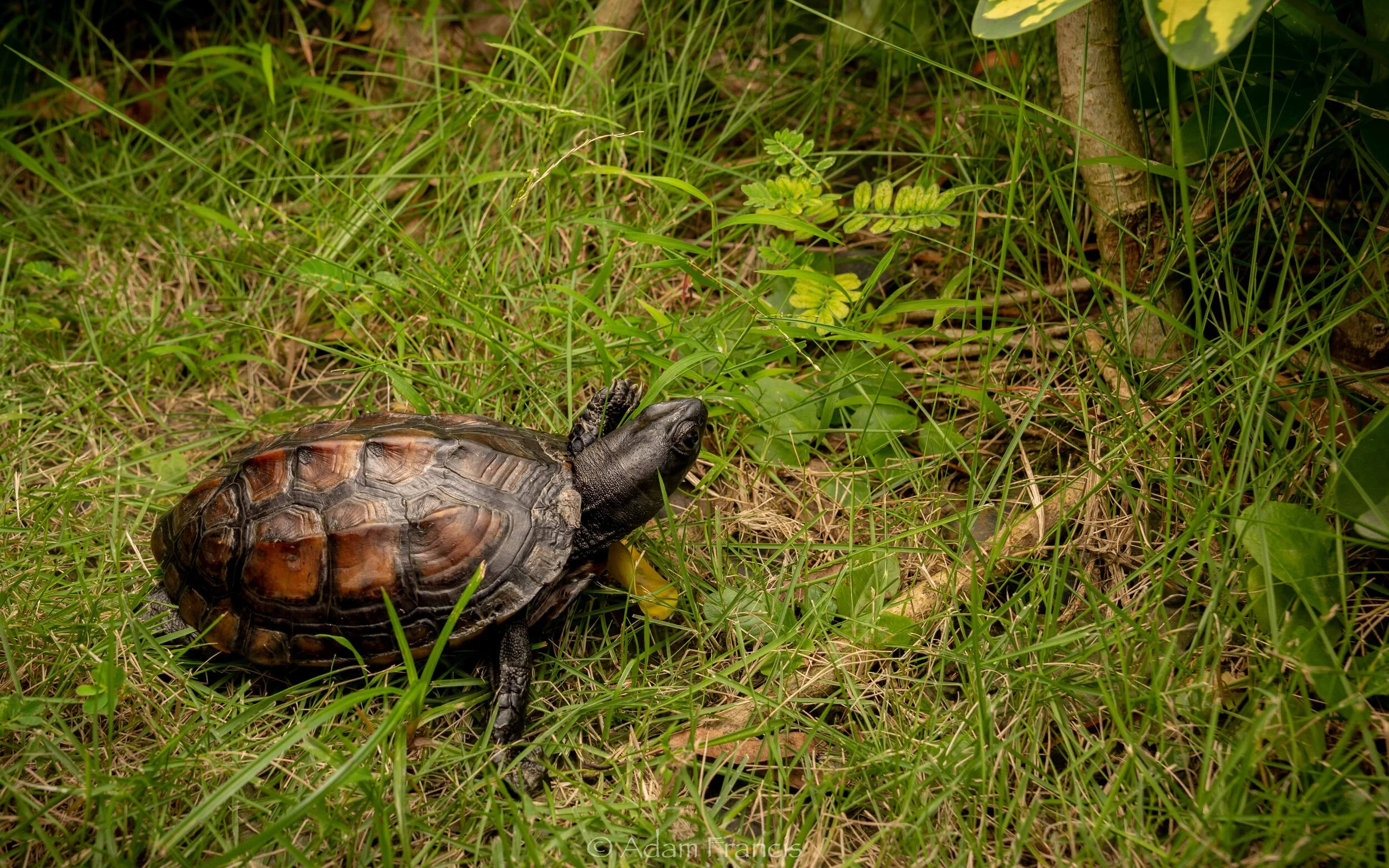 Reeves' Terrapin - Mauremys reevesii — HongKongSnakeID.com