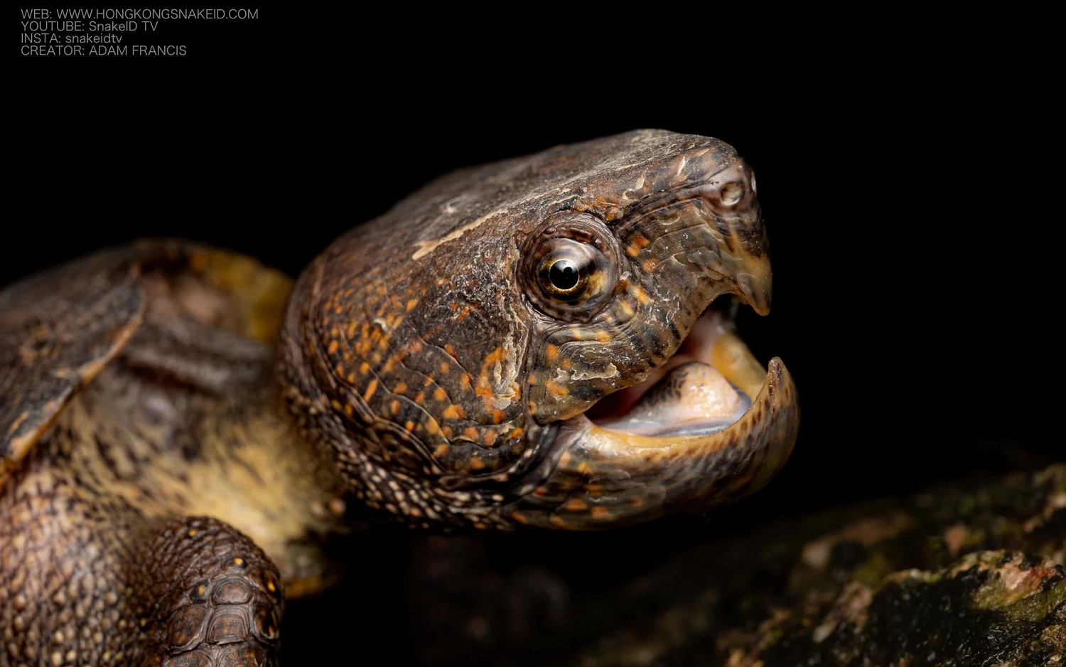 Big Headed Turtle - Platysternon megacephalum — HongKongSnakeID.com