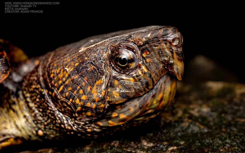 Big Headed Turtle - Platysternon megacephalum — HongKongSnakeID.com