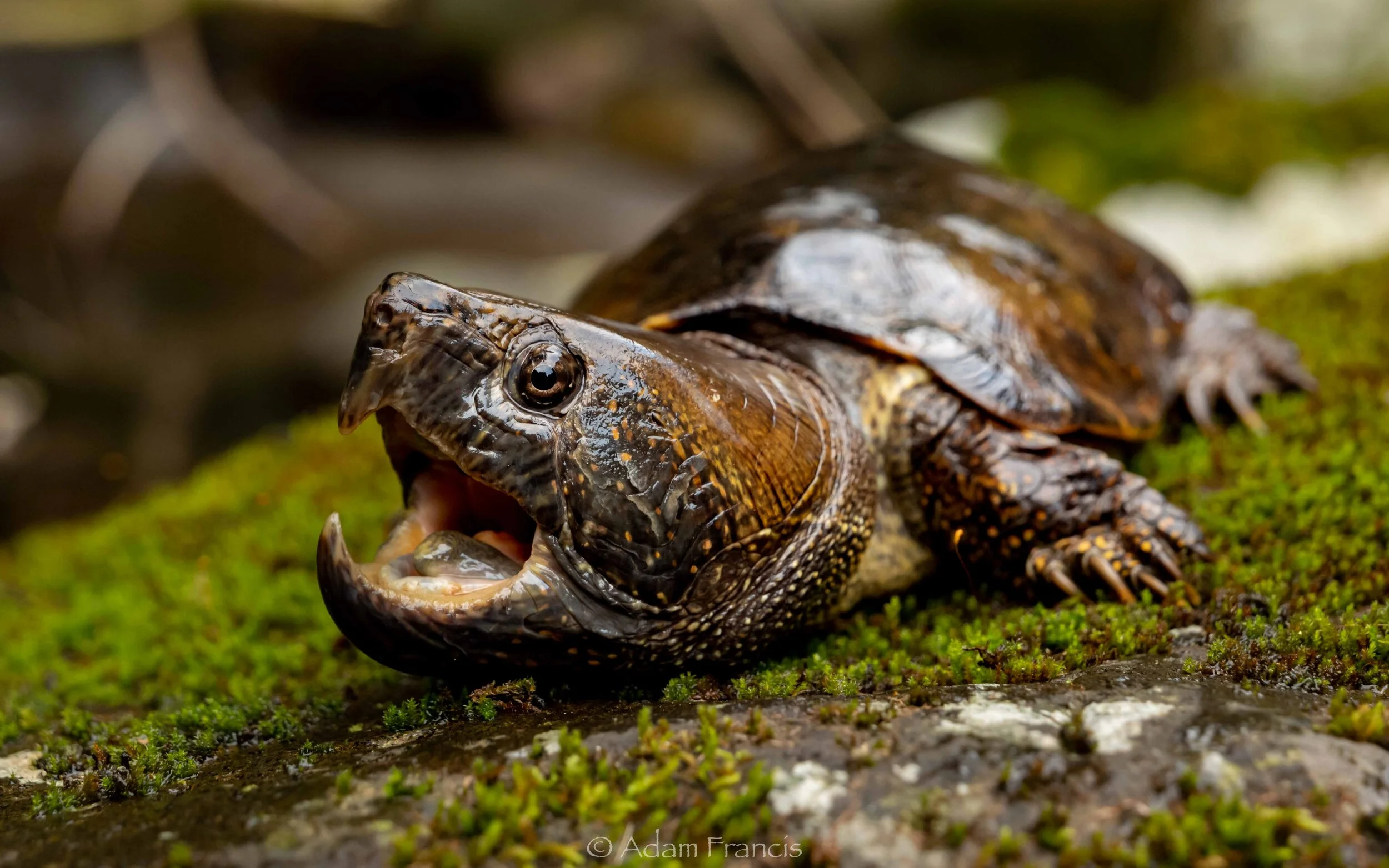 Big Headed Turtle - Platysternon megacephalum — HongKongSnakeID.com