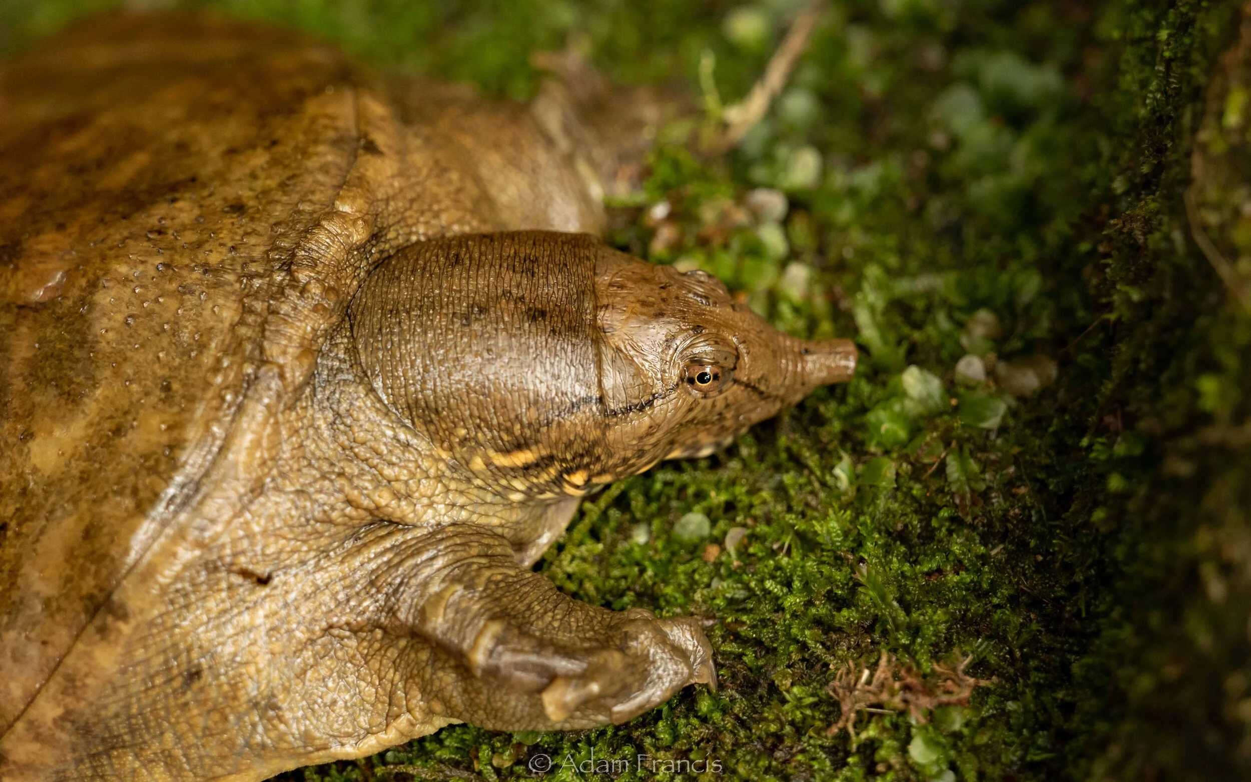 Chinese Soft Shell Turtle - Pelodiscus sinensis — HongKongSnakeID.com