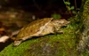 Chinese Soft Shell Turtle - Pelodiscus sinensis — HongKongSnakeID.com