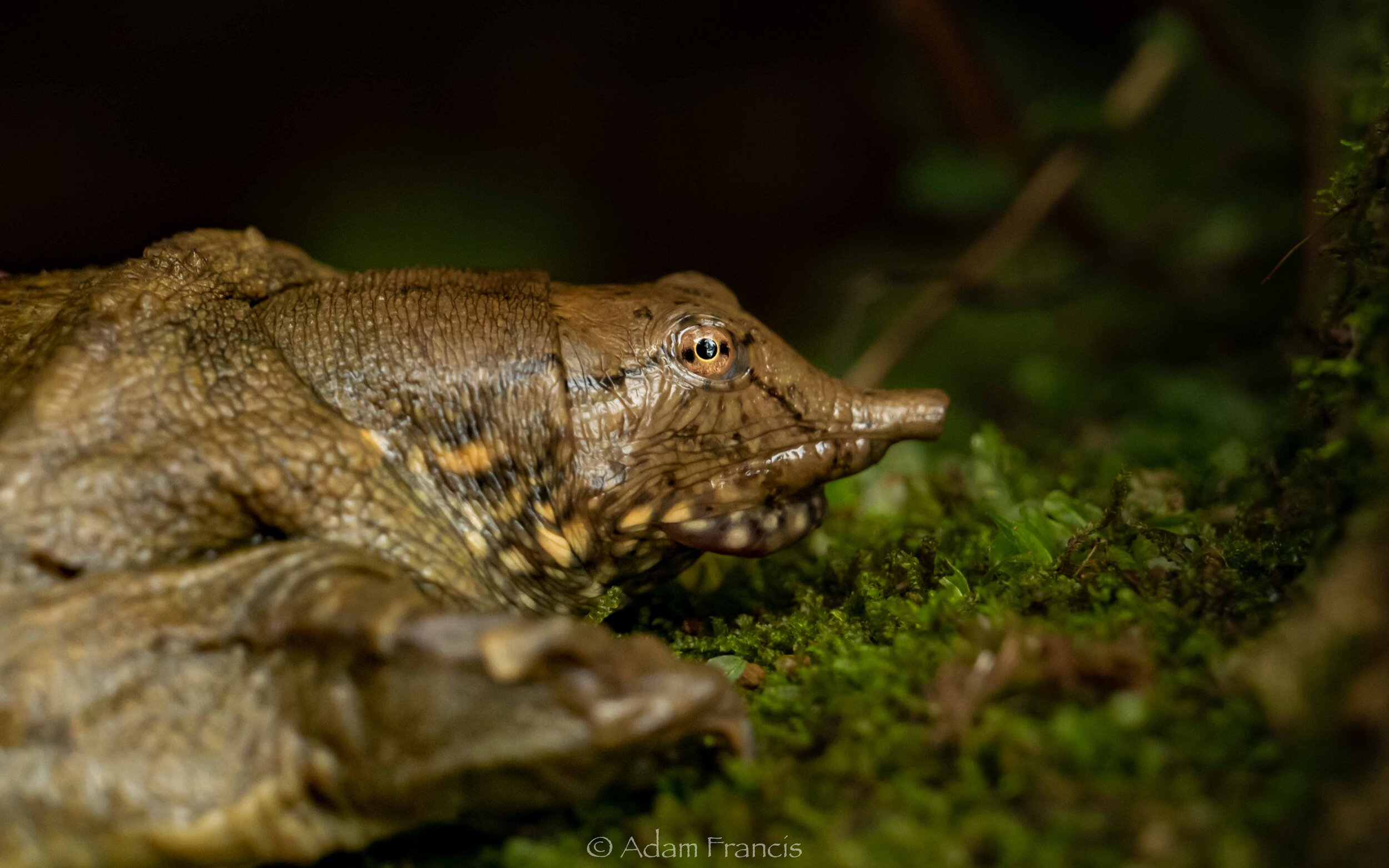 Chinese Soft Shell Turtle - Pelodiscus sinensis — HongKongSnakeID.com