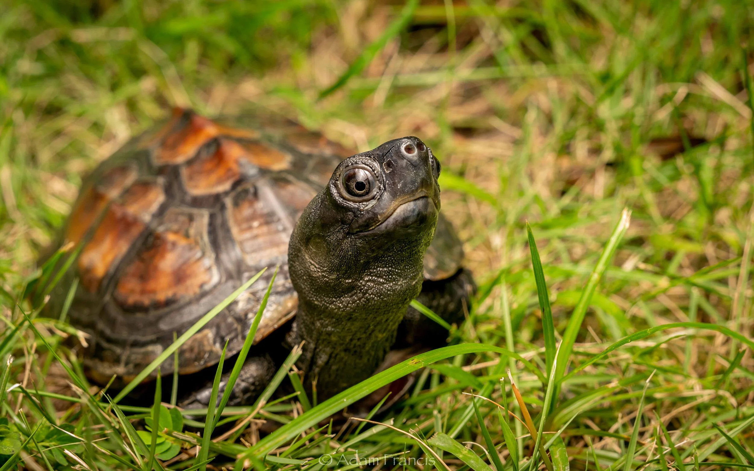 Hong Kong Turtle - Native and Introduced Species — HongKongSnakeID.com