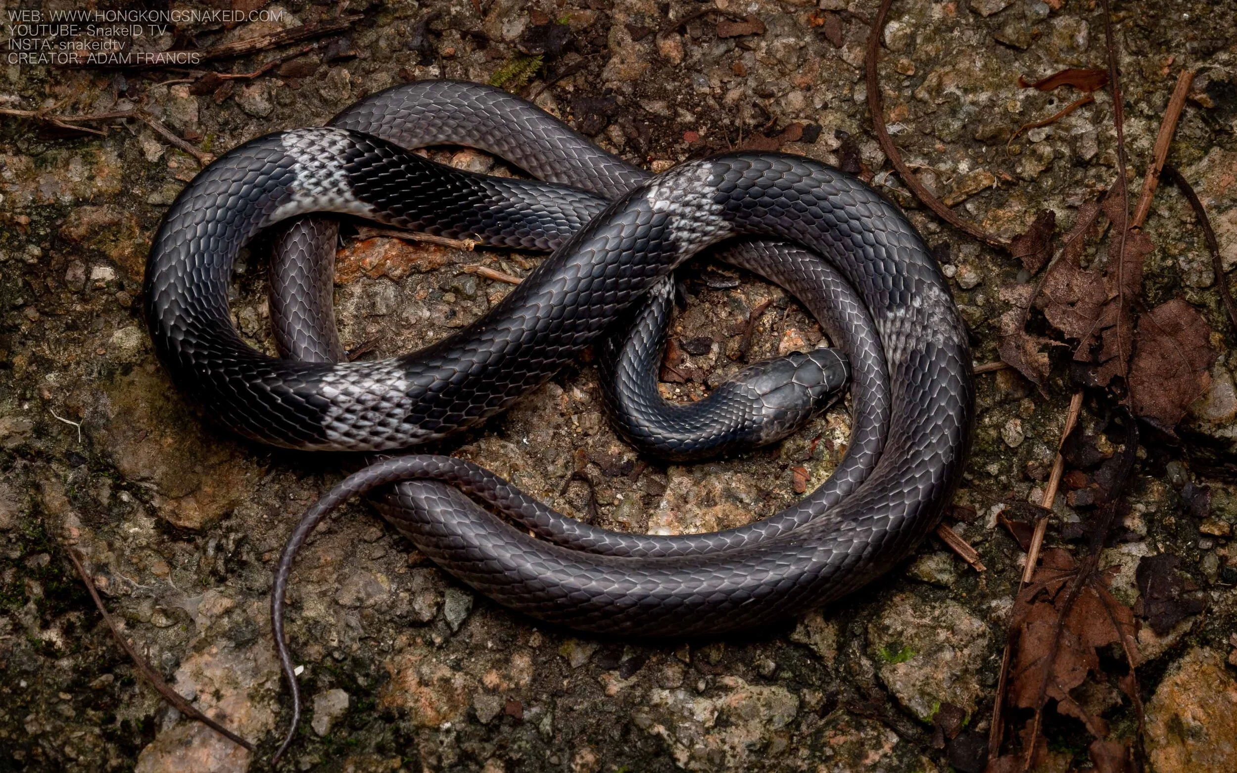 Hong Kong Snakes — HongKongSnakeID.com