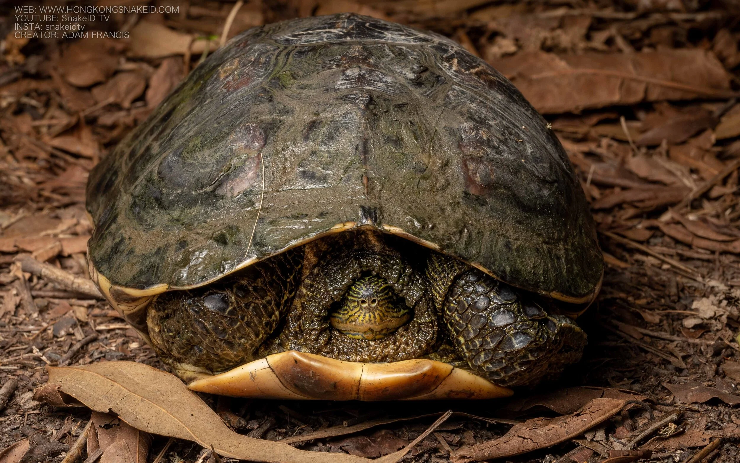 Chinese Striped Terrapin - Ocadia sinensis — HongKongSnakeID.com
