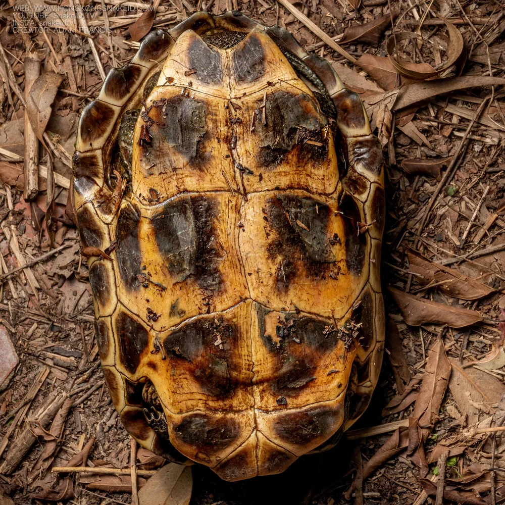 Chinese Striped Terrapin - Ocadia sinensis — HongKongSnakeID.com