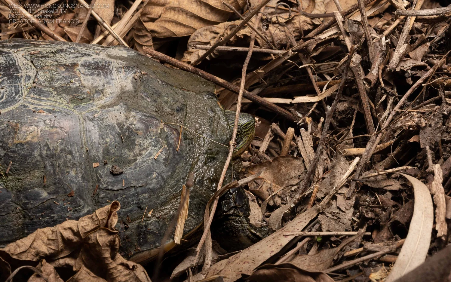 Chinese Striped Terrapin - Ocadia sinensis — HongKongSnakeID.com