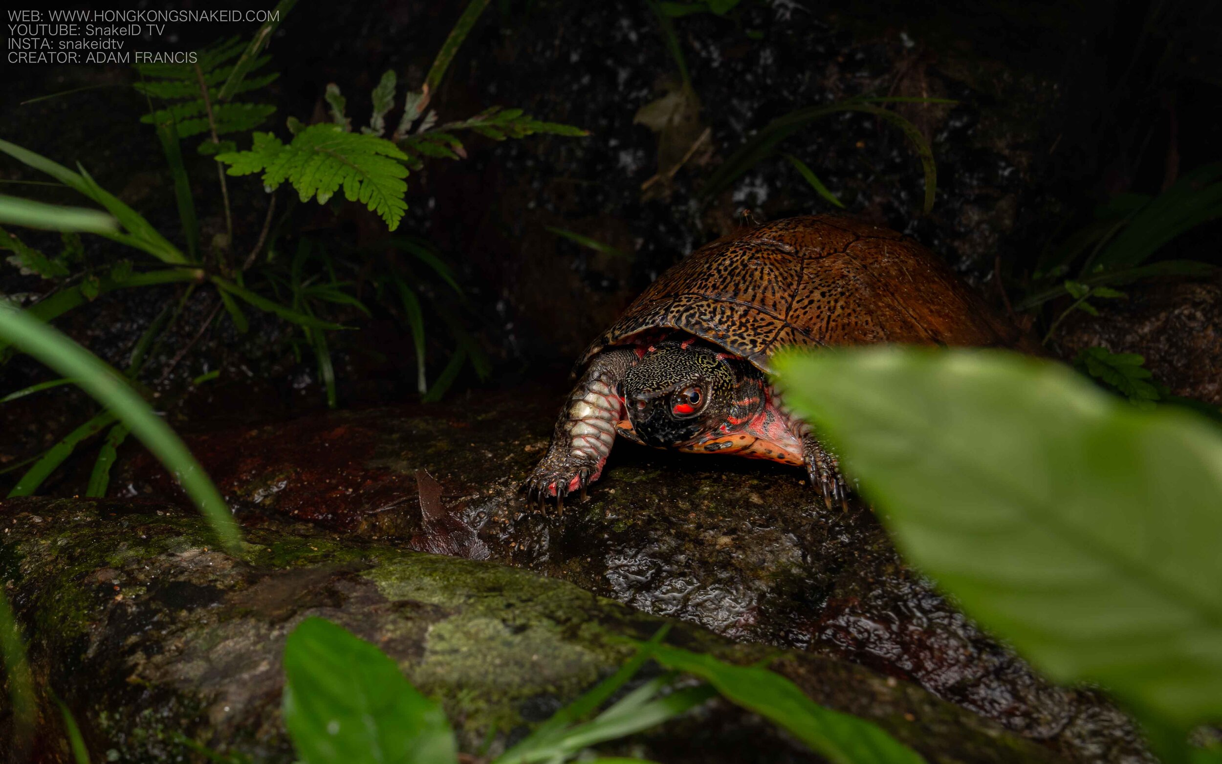 Beale's Four Eyed Turtle - Sacalia bealei — HongKongSnakeID.com