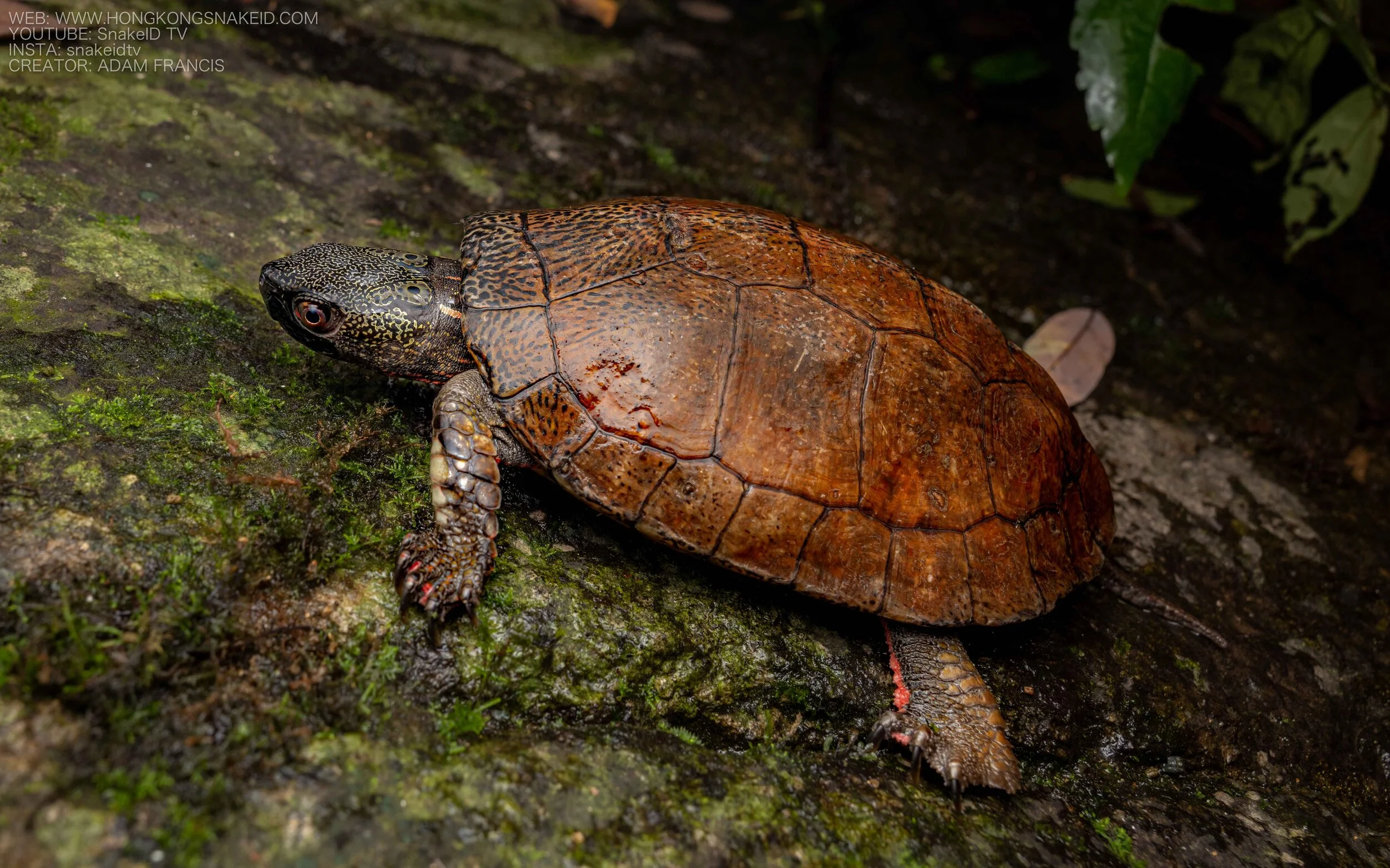 Beale's Four Eyed Turtle - Sacalia bealei — HongKongSnakeID.com