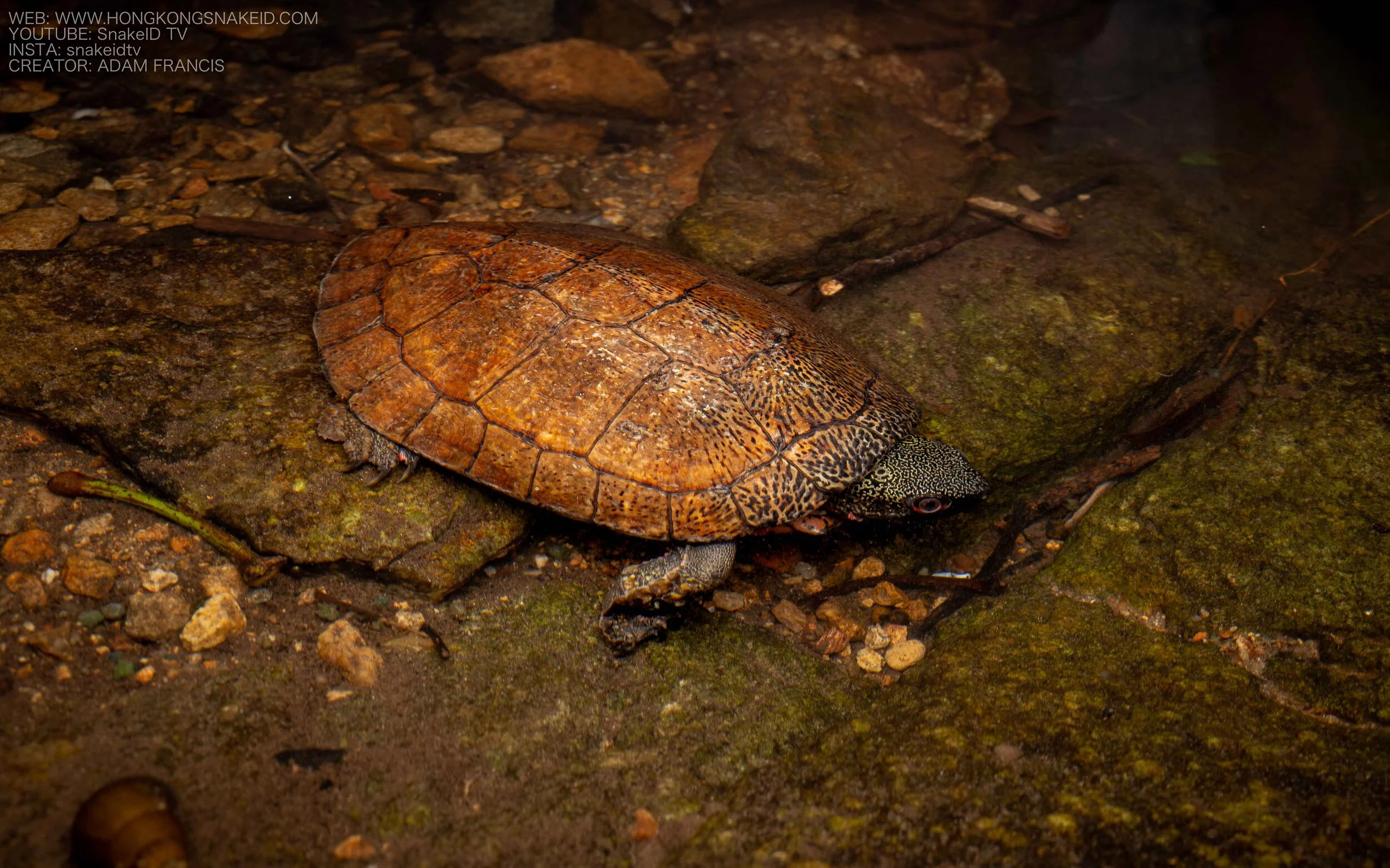 Beale's Four Eyed Turtle - Sacalia bealei — HongKongSnakeID.com