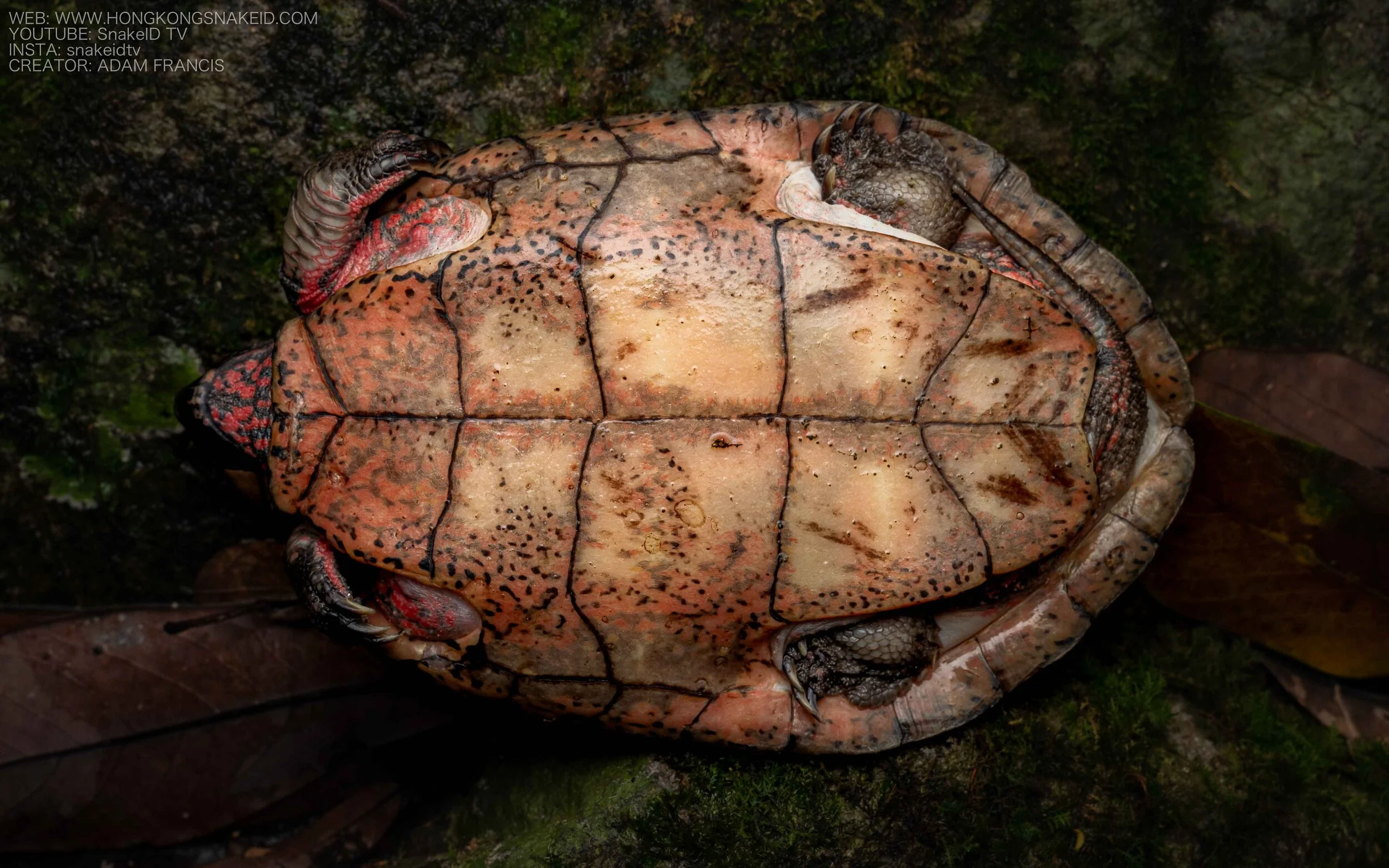 Beale's Four Eyed Turtle - Sacalia bealei — HongKongSnakeID.com