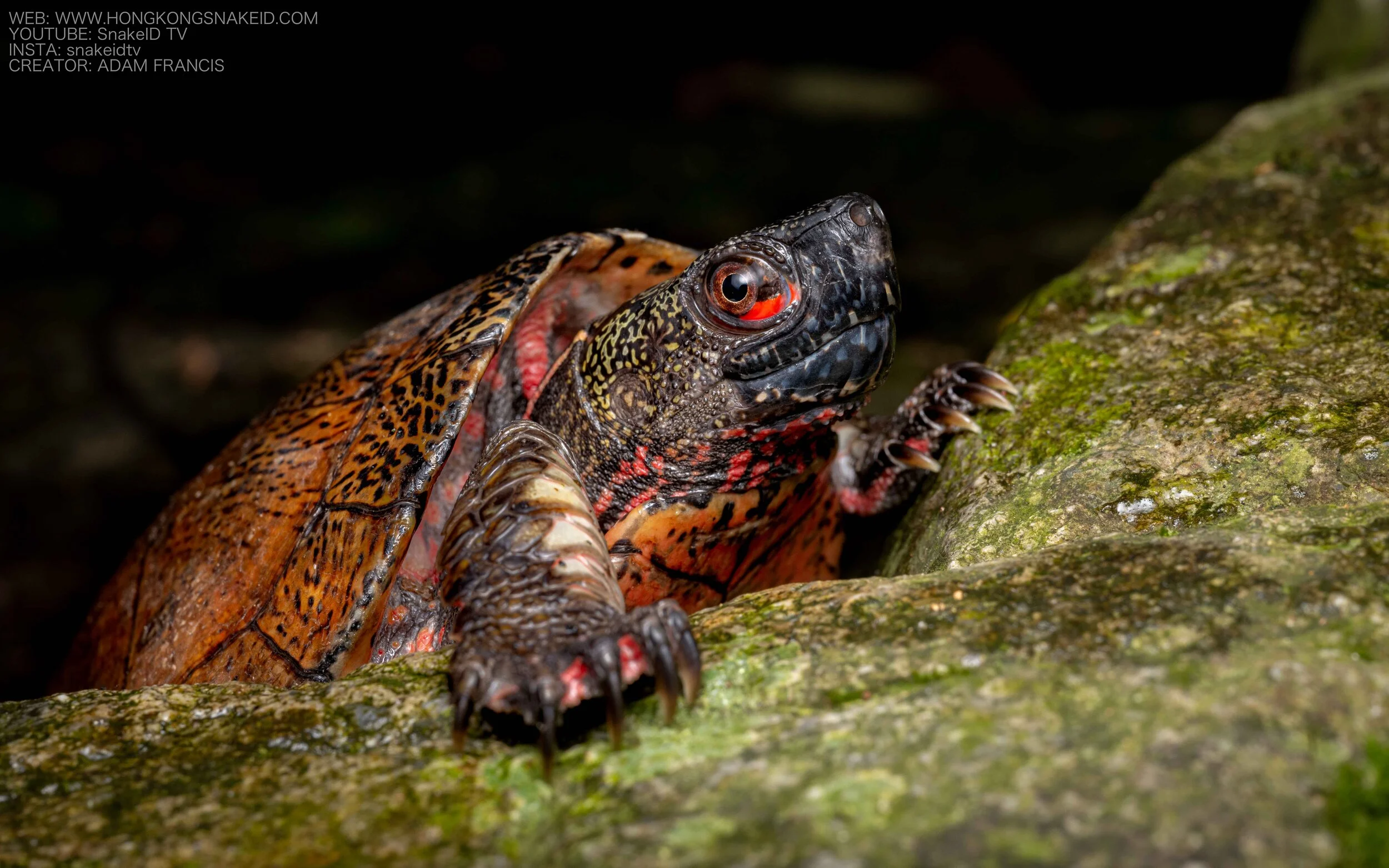 Beale's Four Eyed Turtle - Sacalia bealei — HongKongSnakeID.com