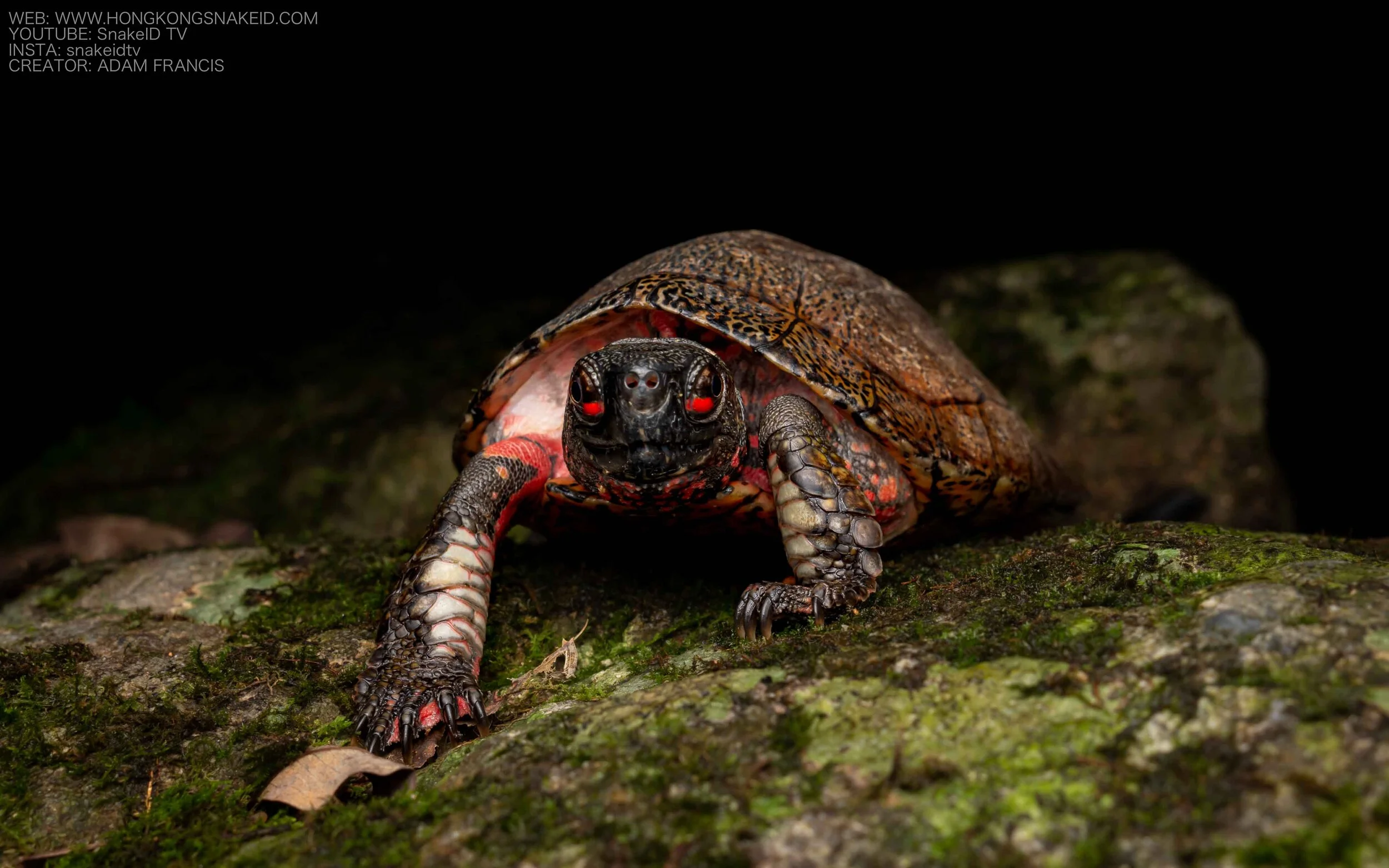 Beale's Four Eyed Turtle - Sacalia bealei — HongKongSnakeID.com