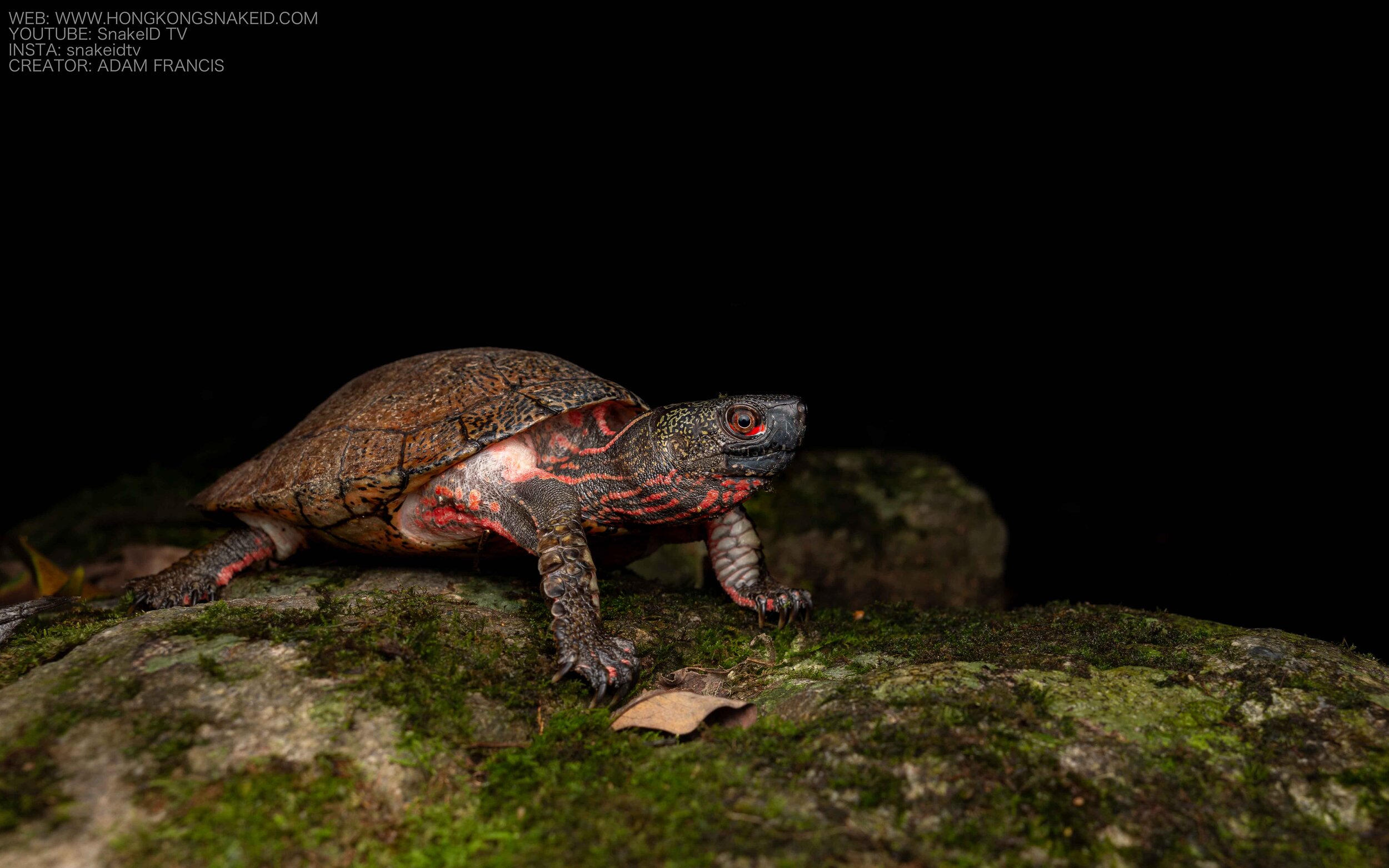 Beale's Four Eyed Turtle - Sacalia bealei — HongKongSnakeID.com