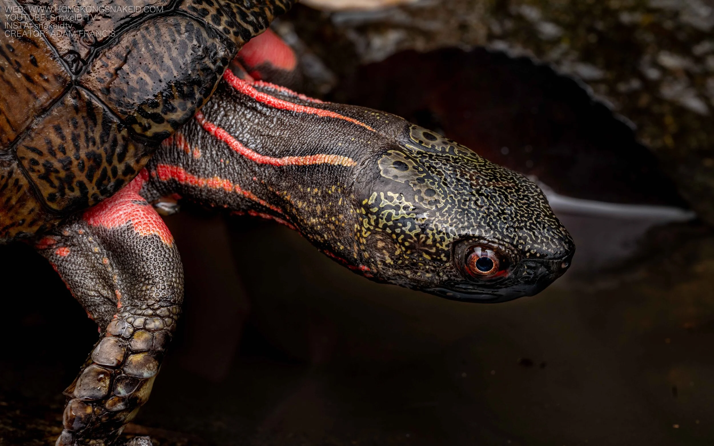 Beale's Four Eyed Turtle - Sacalia bealei — HongKongSnakeID.com