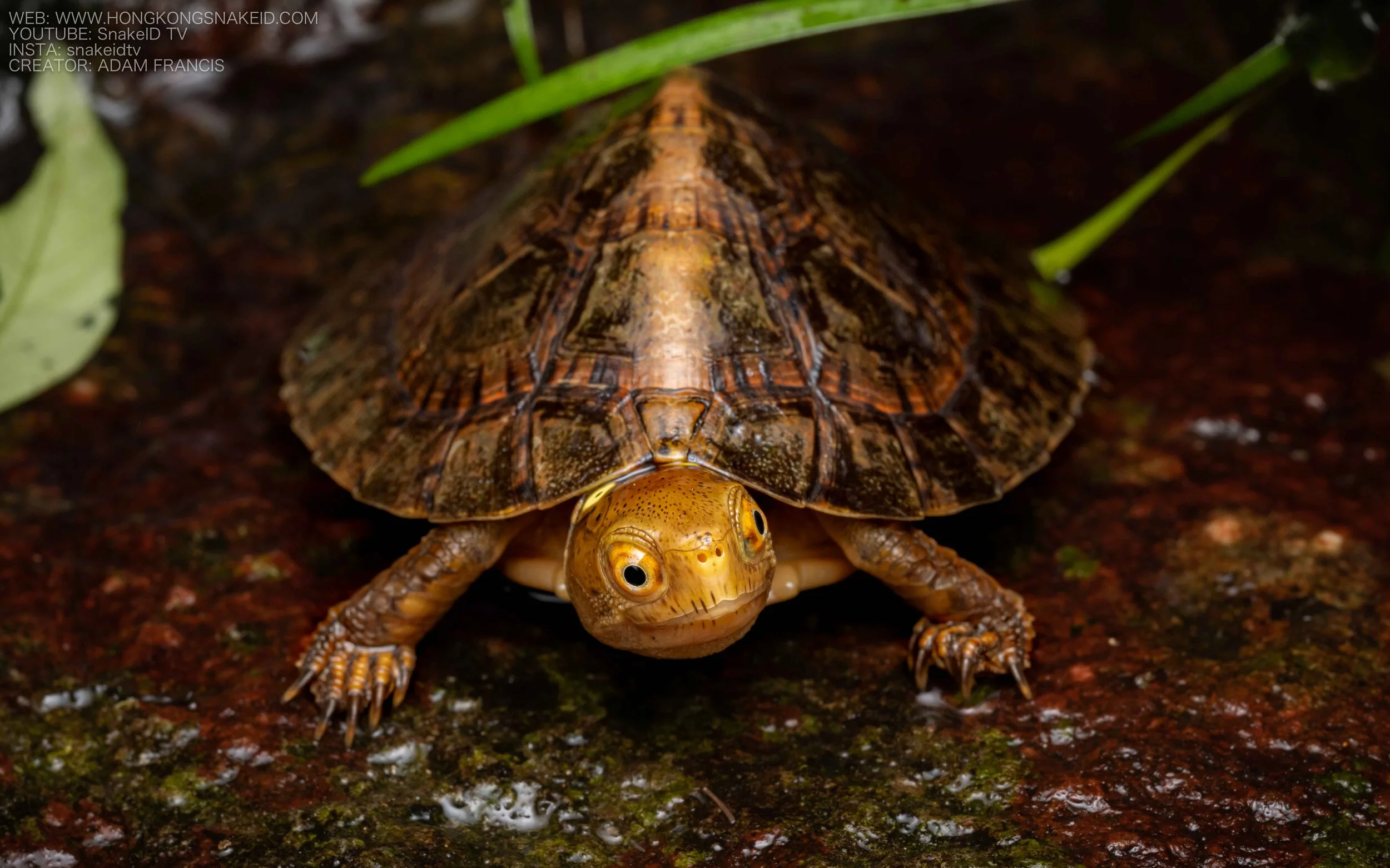 Beale's Four Eyed Turtle - Sacalia bealei — HongKongSnakeID.com