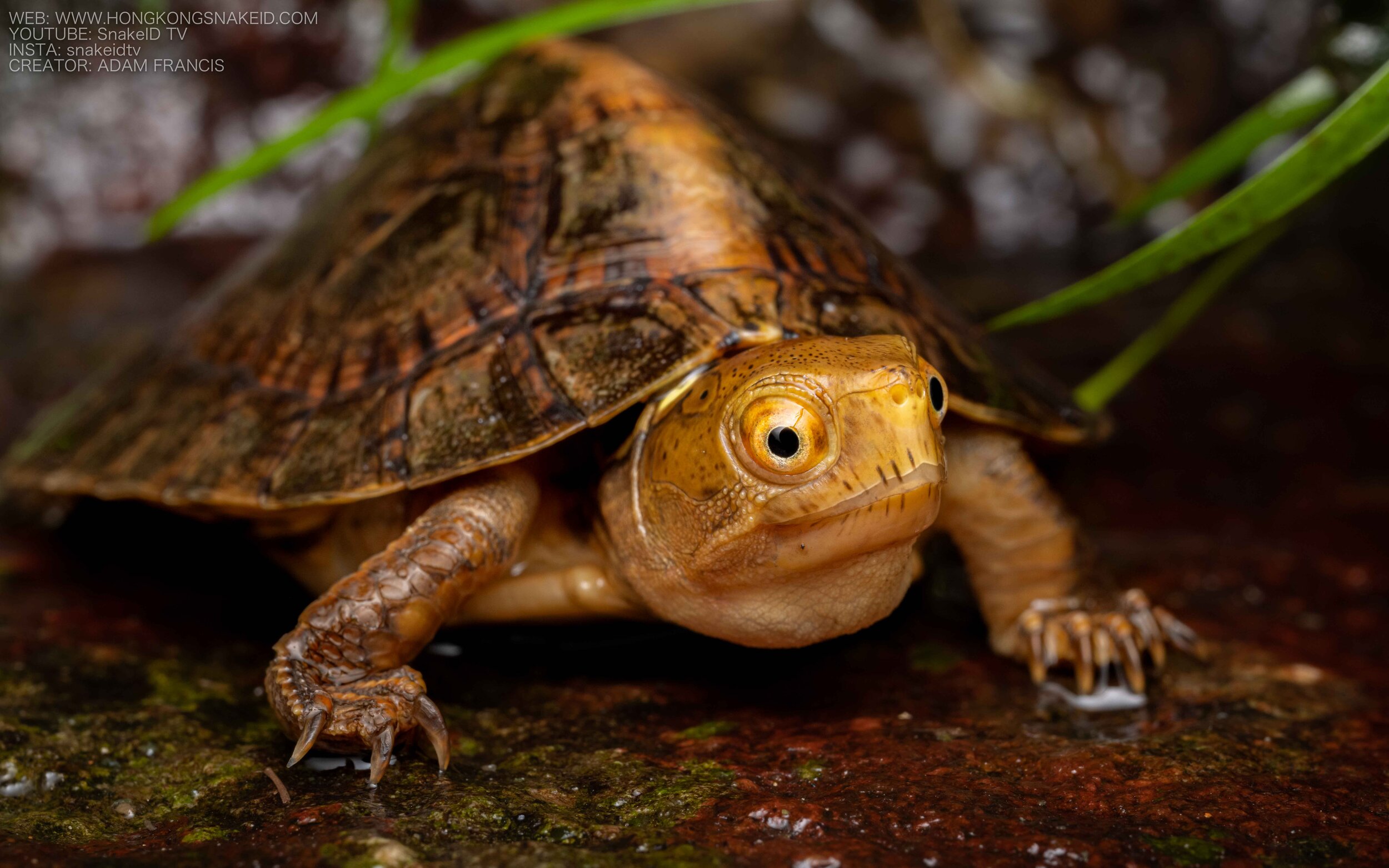 Beale's Four Eyed Turtle - Sacalia bealei — HongKongSnakeID.com