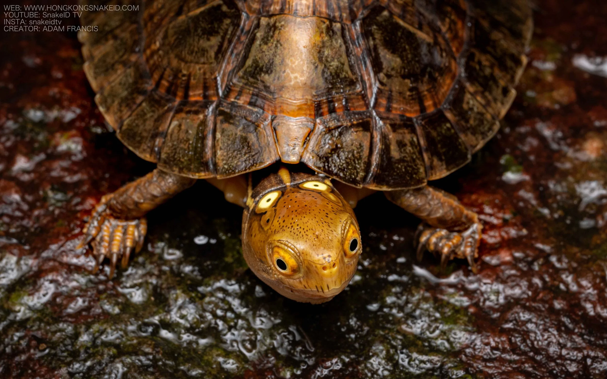 Beale's Four Eyed Turtle - Sacalia bealei — HongKongSnakeID.com
