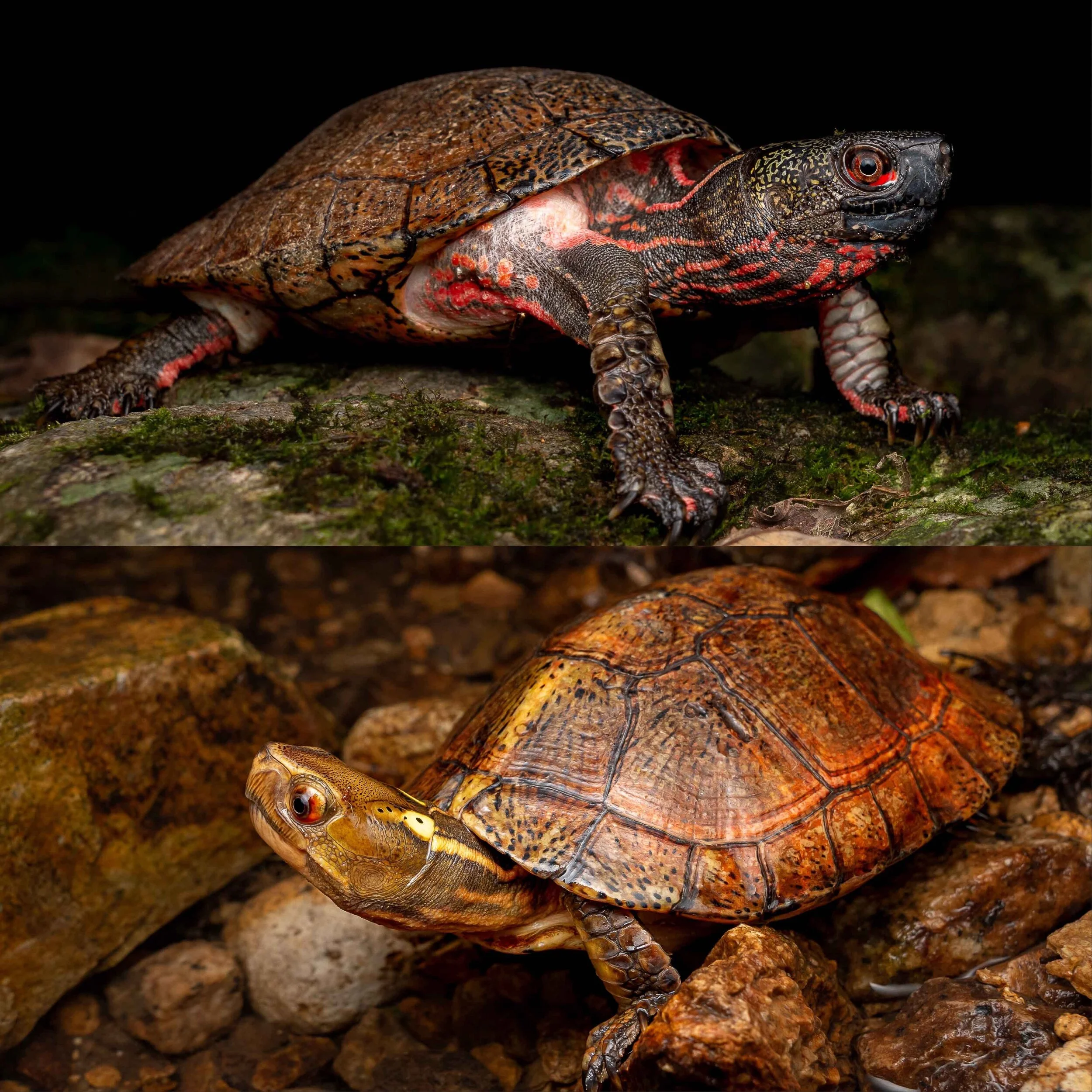 Hong Kong Turtle - Native and Introduced Species — HongKongSnakeID.com