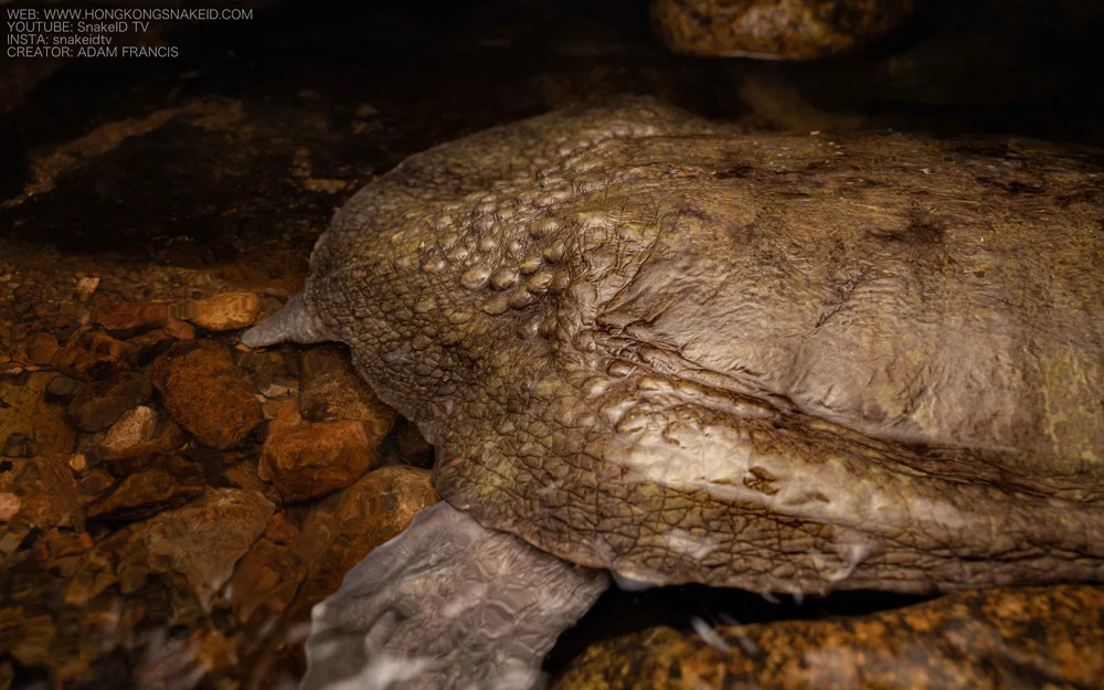 Wattle-necked Softshell Turtle - Palea steindachneri — HongKongSnakeID.com