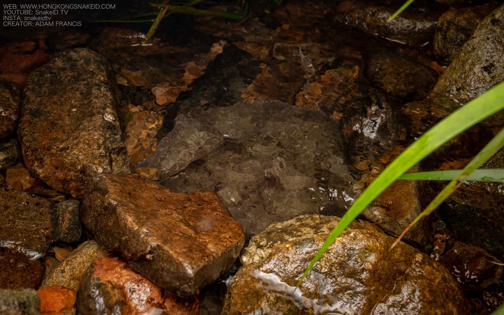 Wattle-necked Softshell Turtle - Palea steindachneri — HongKongSnakeID.com