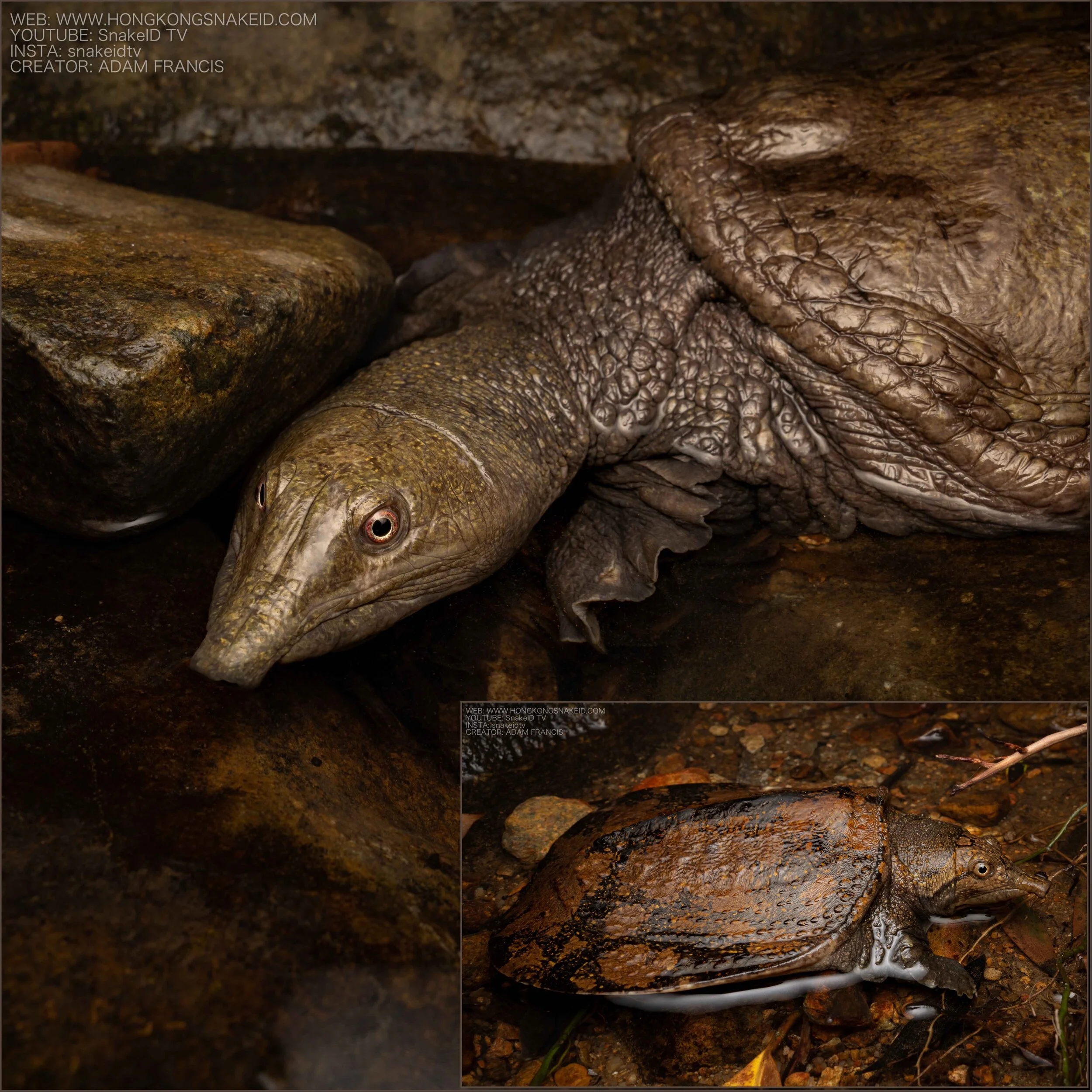 Hong Kong Turtle - Native and Introduced Species — HongKongSnakeID.com