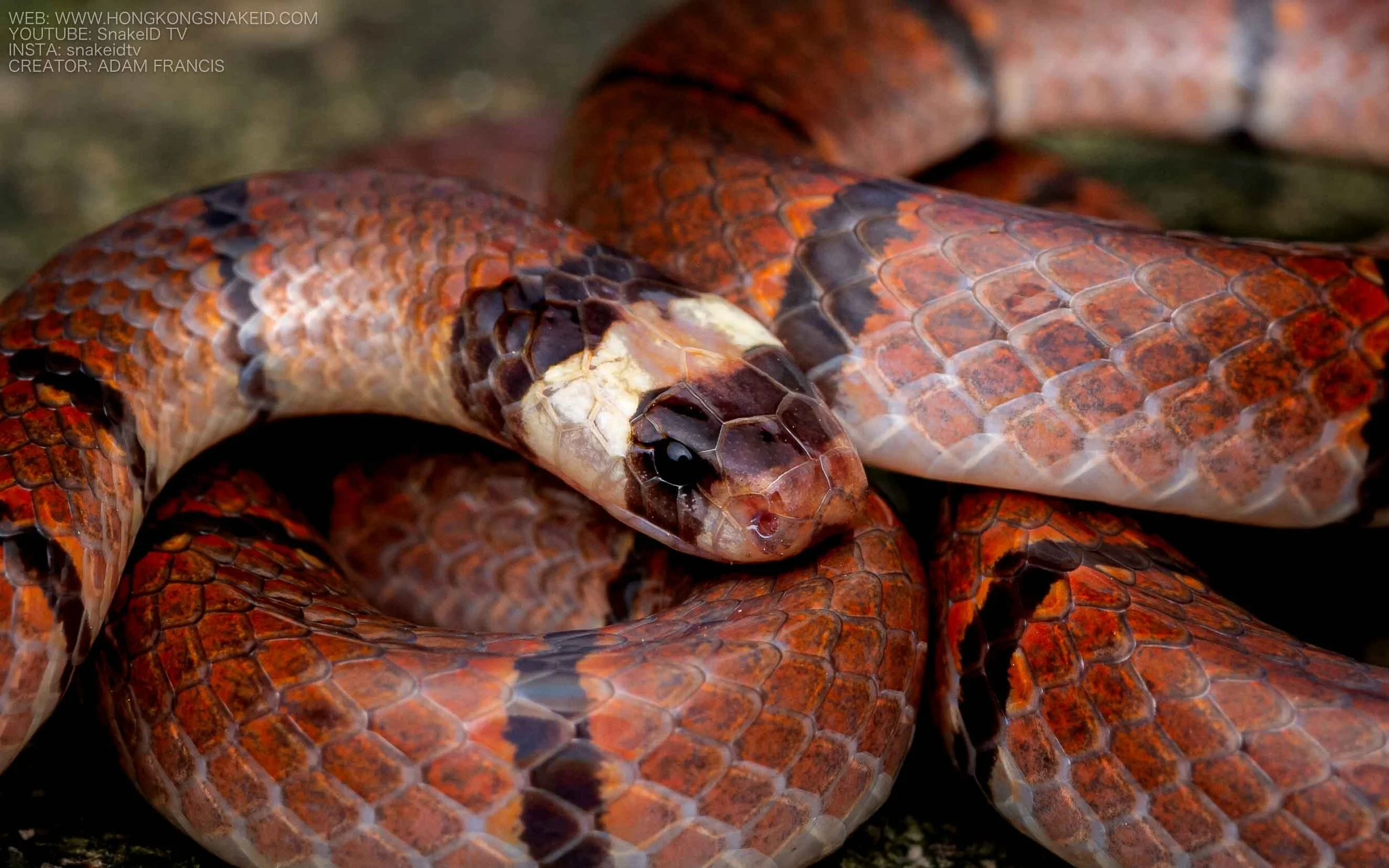 MacClelland's Coral Snake - Sinomicrurus macclellandi — HongKongSnakeID.com
