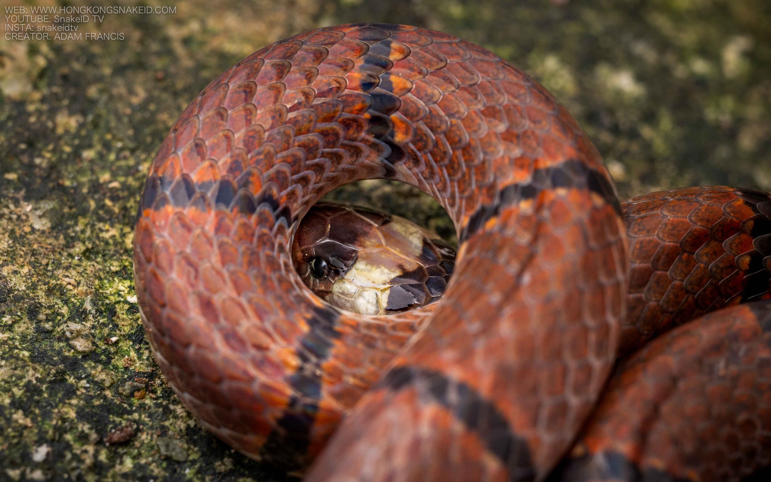 MacClelland's Coral Snake - Sinomicrurus macclellandi — HongKongSnakeID.com