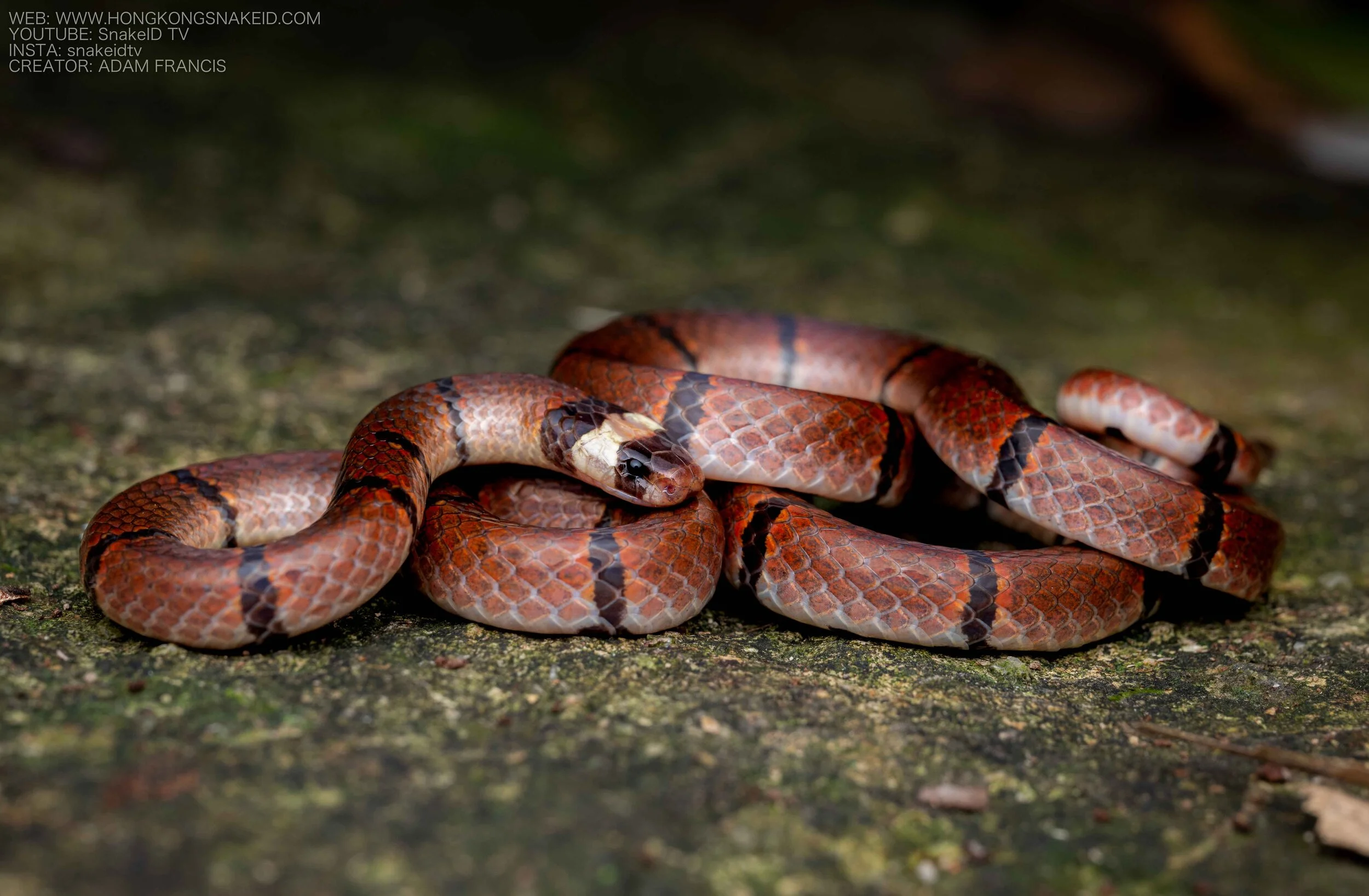 MacClelland's Coral Snake - Sinomicrurus macclellandi — HongKongSnakeID.com