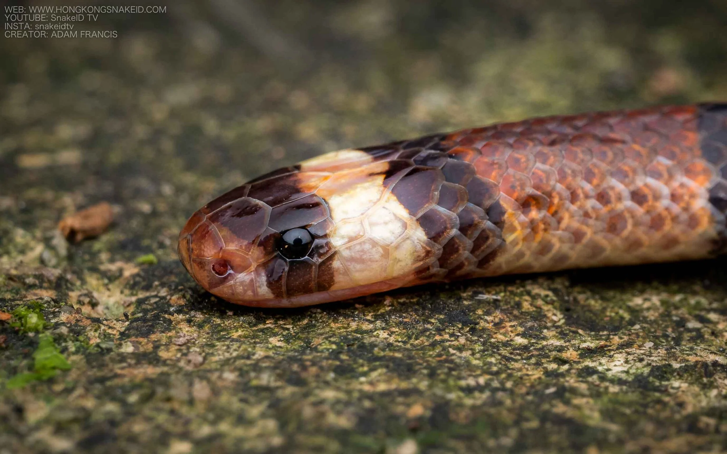 MacClelland's Coral Snake - Sinomicrurus macclellandi — HongKongSnakeID.com