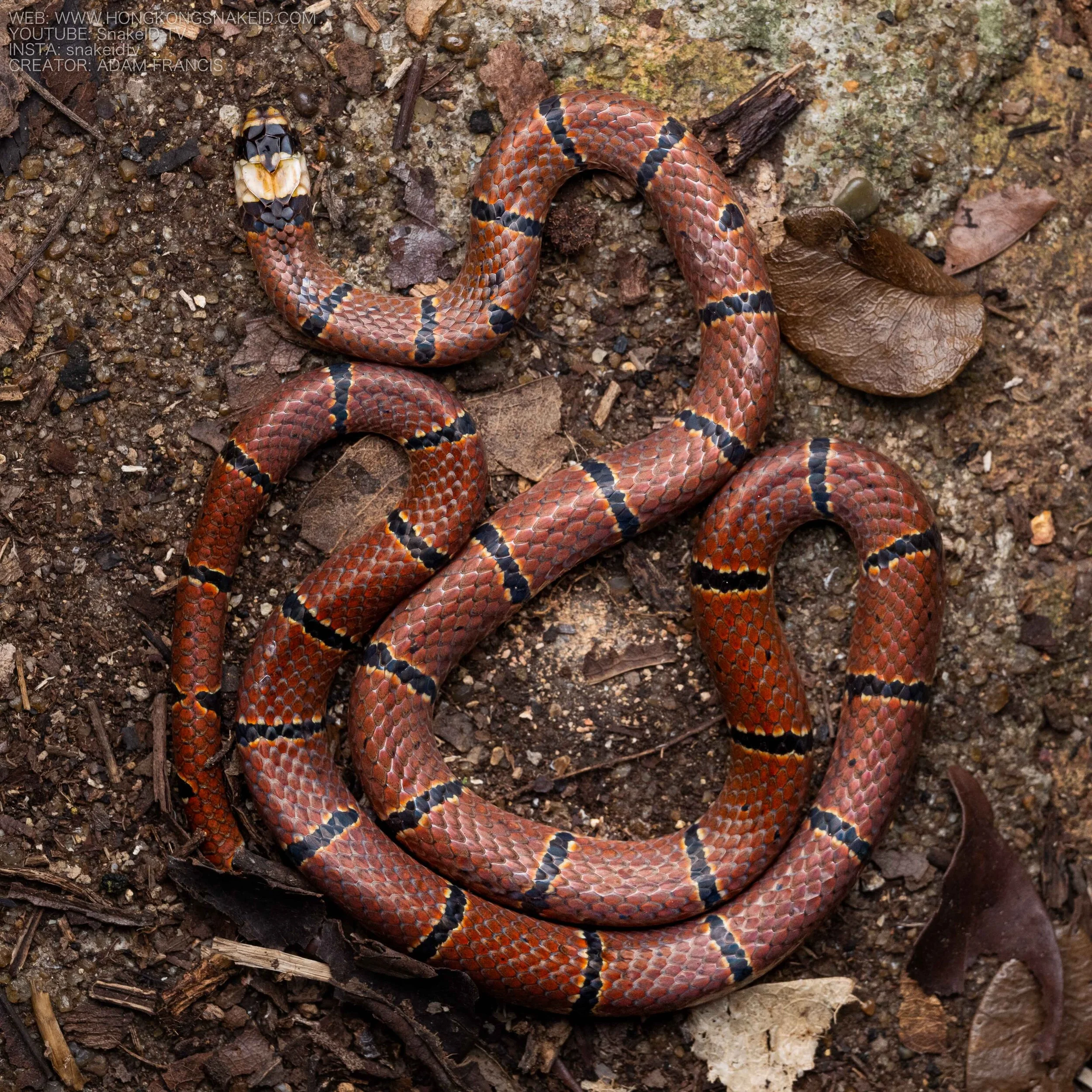 HongKongSnakeID.com