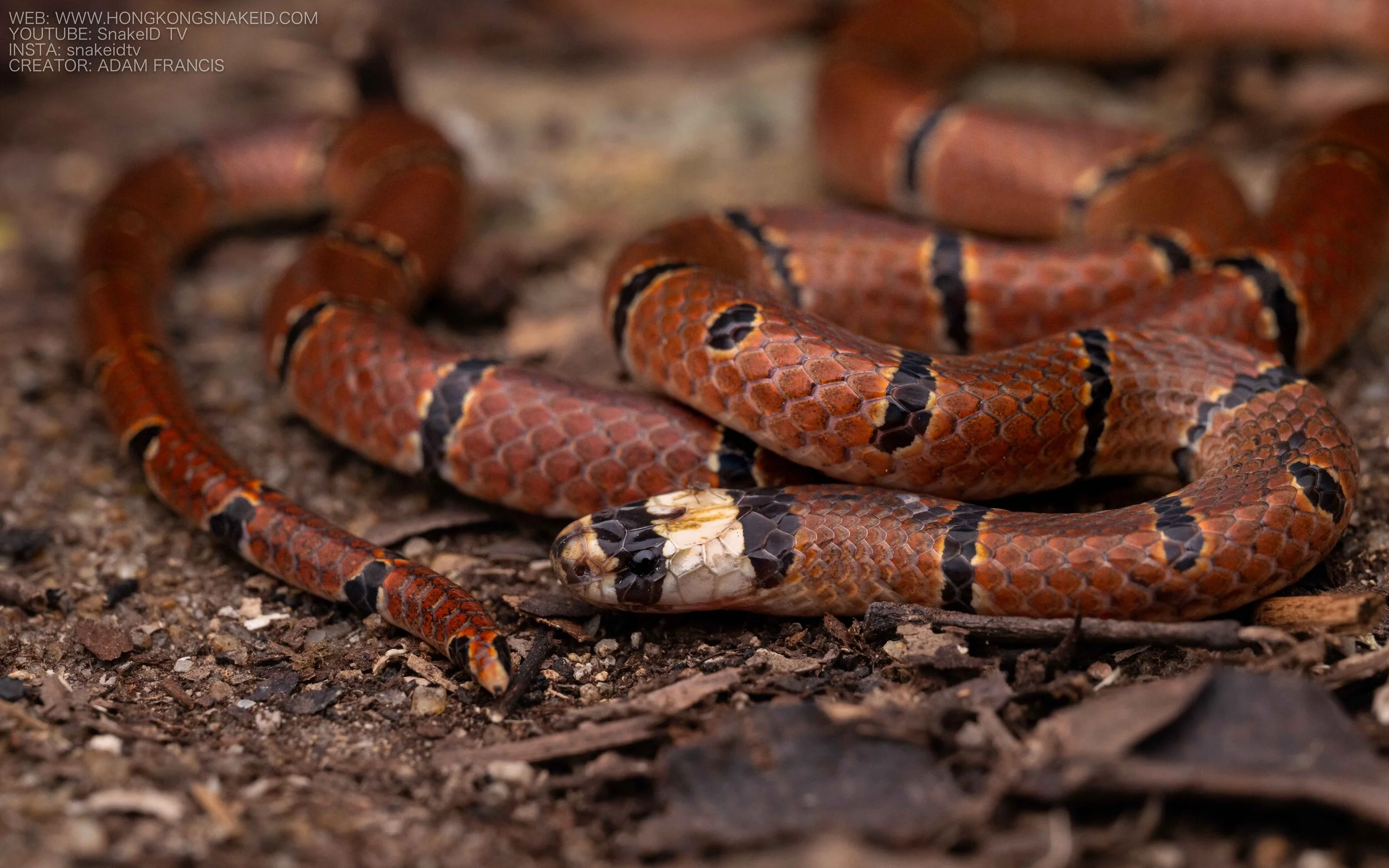 MacClelland's Coral Snake - Sinomicrurus macclellandi — HongKongSnakeID.com