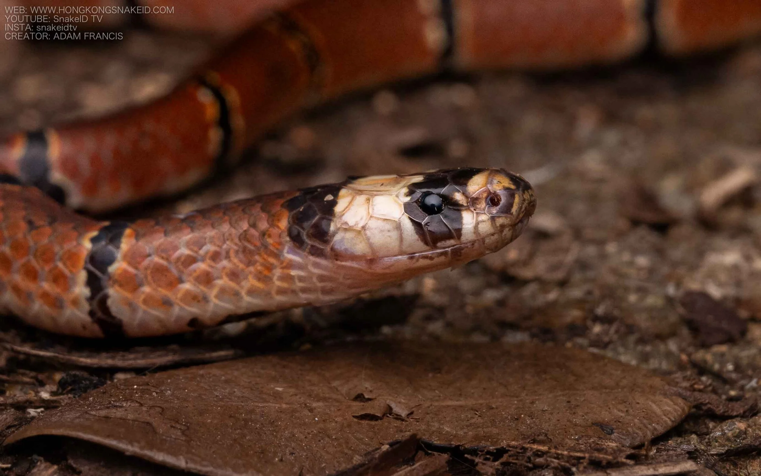 MacClelland's Coral Snake - Sinomicrurus macclellandi — HongKongSnakeID.com