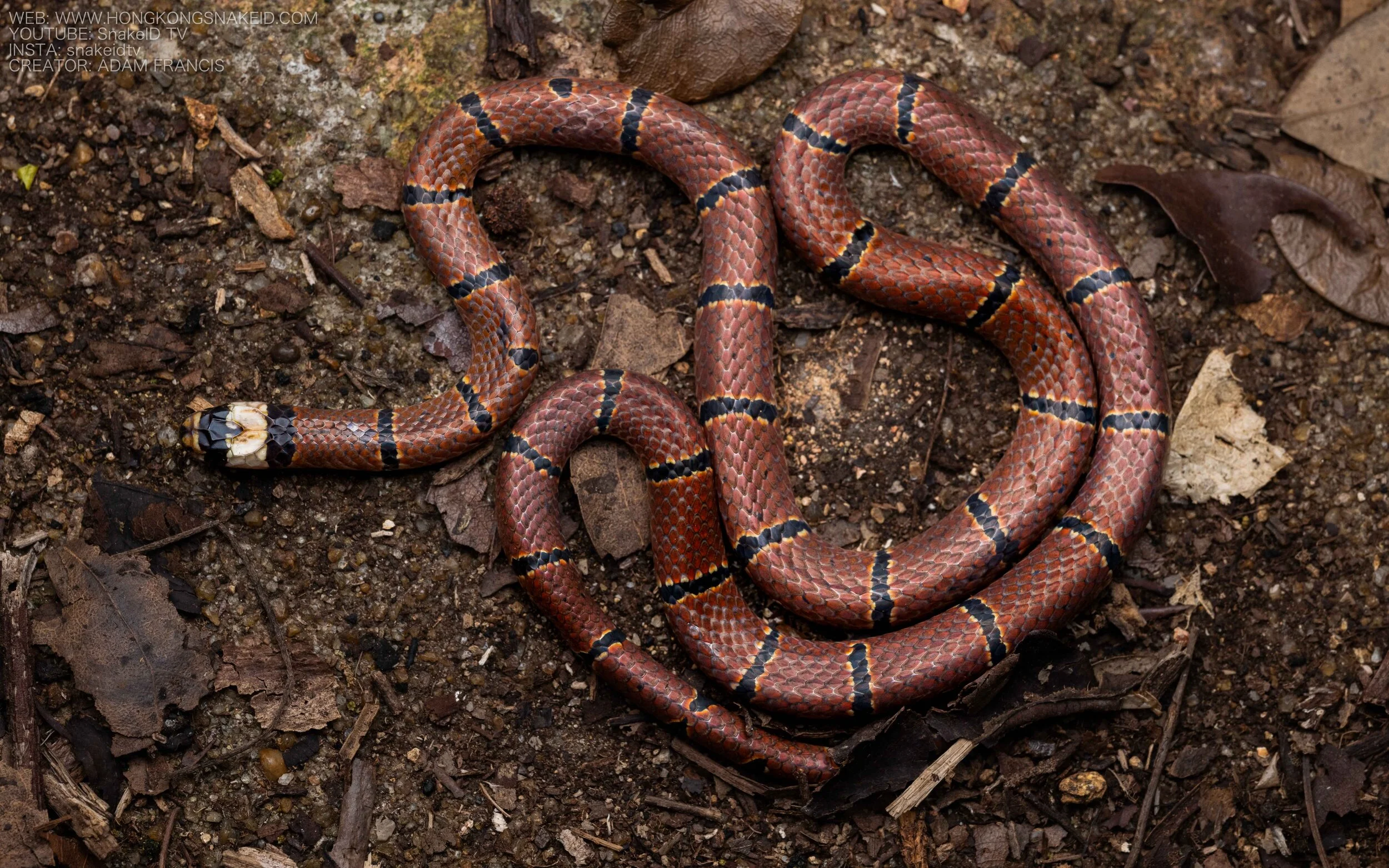 MacClelland's Coral Snake - Sinomicrurus macclellandi — HongKongSnakeID.com