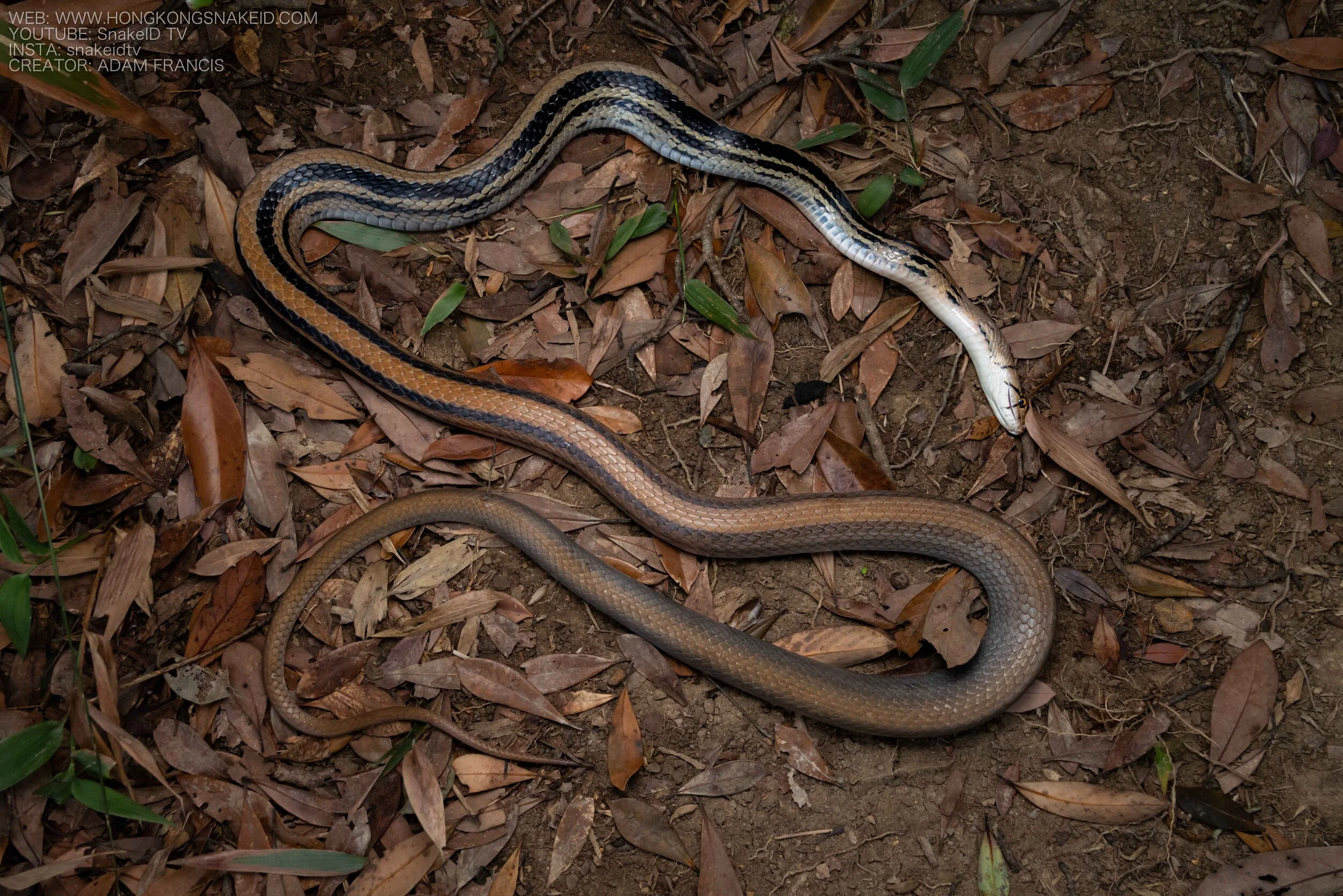 Copperhead Racer - Coelognathus radiatus — HongKongSnakeID.com