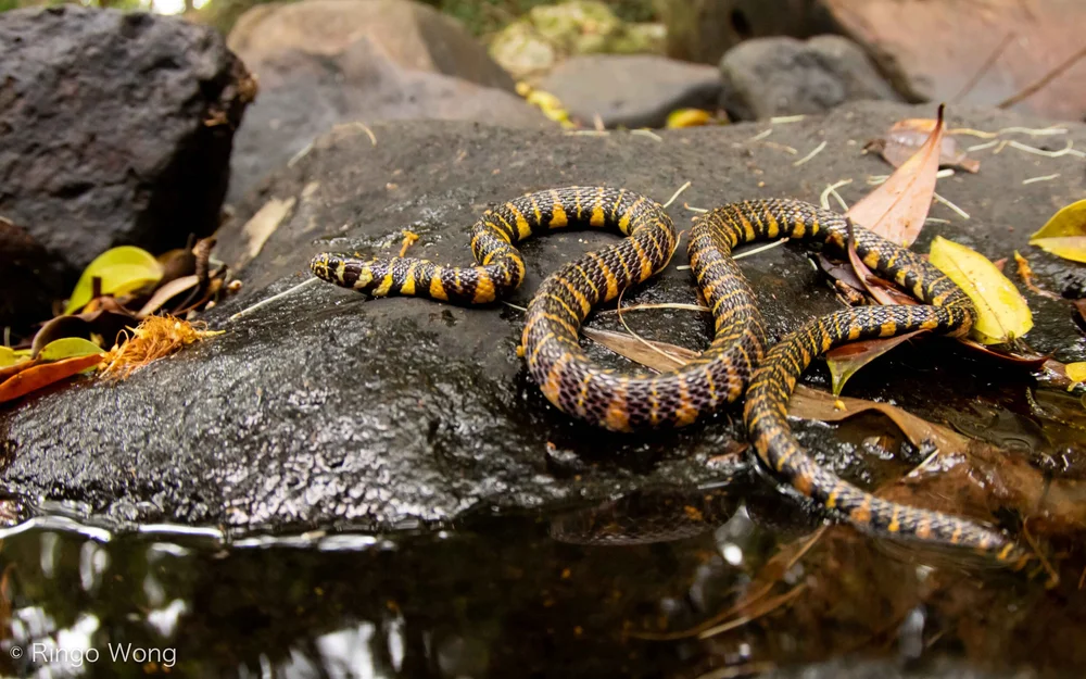 Banded Stream Snake - Trimerodytes balteatus — HongKongSnakeID.com