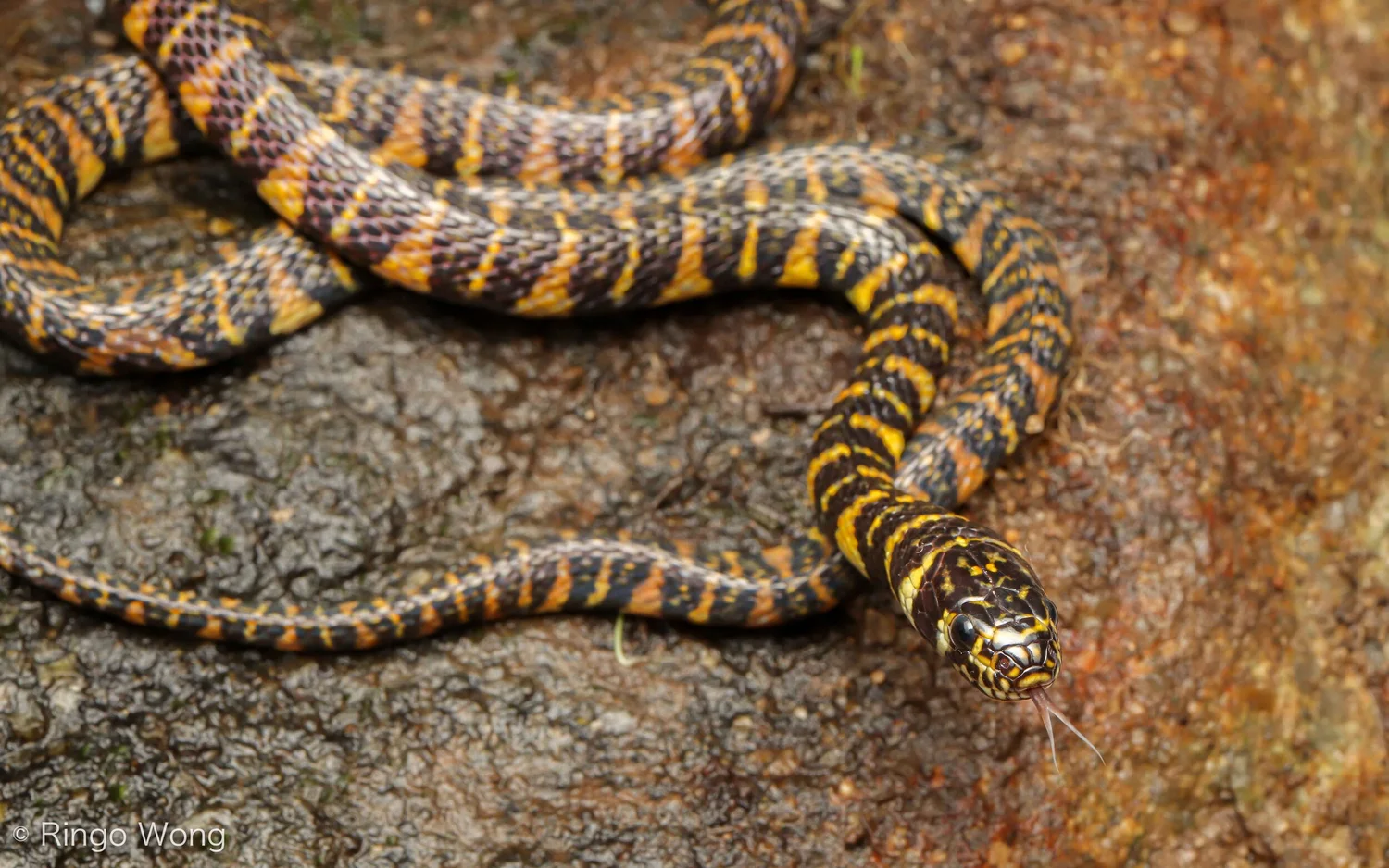Banded Stream Snake - Trimerodytes balteatus — HongKongSnakeID.com