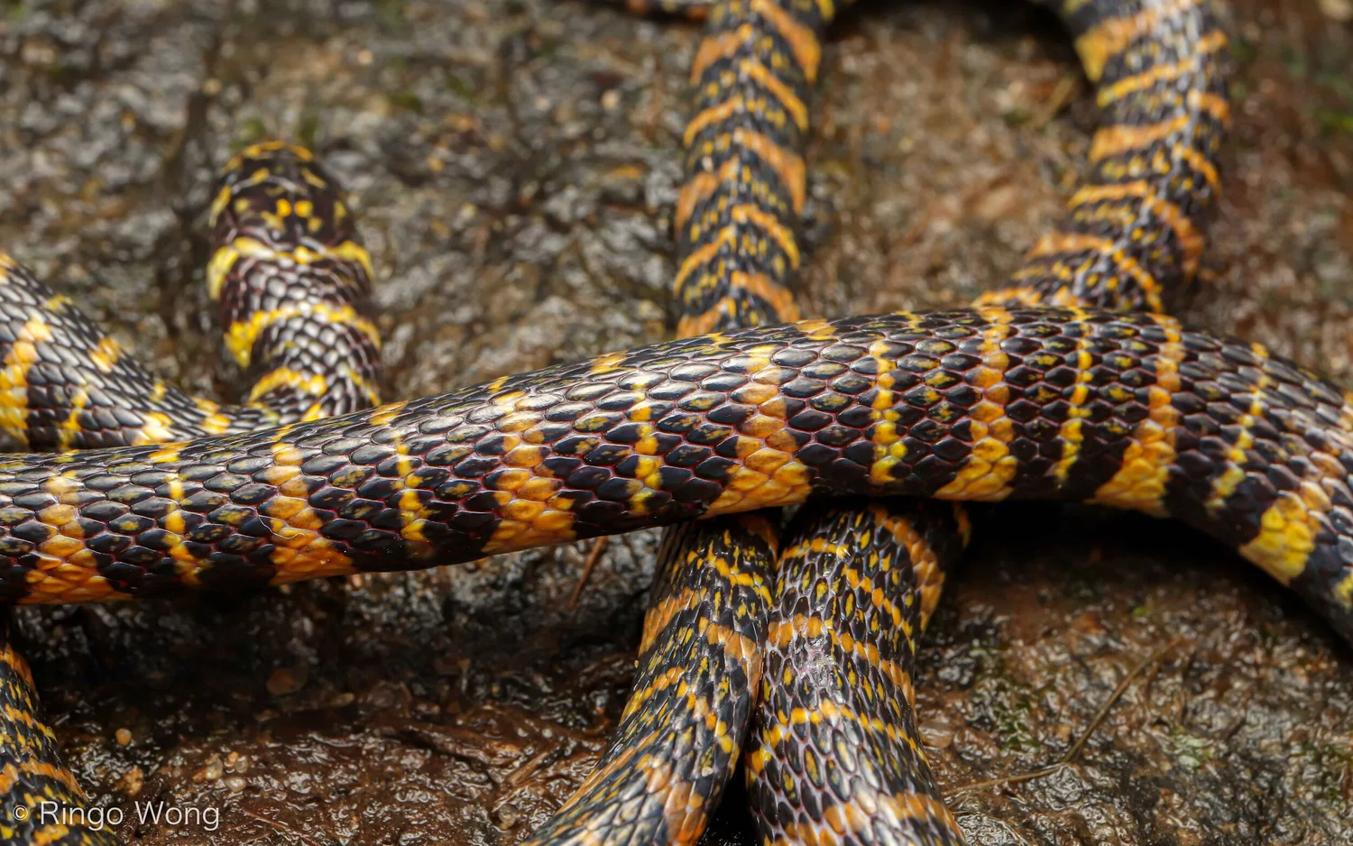 Banded Stream Snake - Trimerodytes balteatus — HongKongSnakeID.com