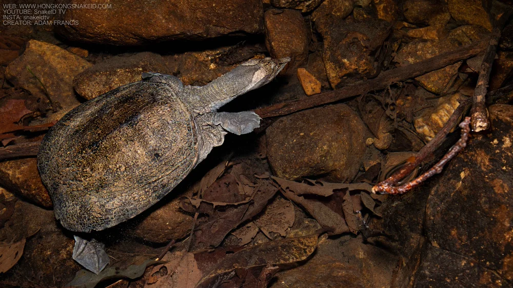 Wattle-necked Softshell Turtle - Palea steindachneri — HongKongSnakeID.com