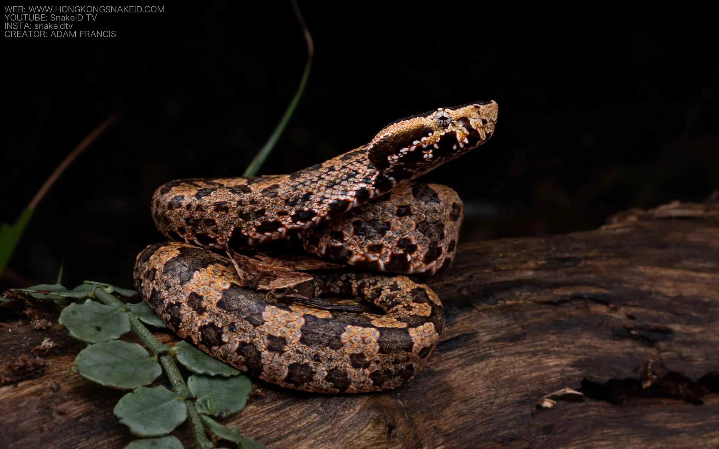 Mountain Pit Viper - Ovophis tonkinensis — HongKongSnakeID.com